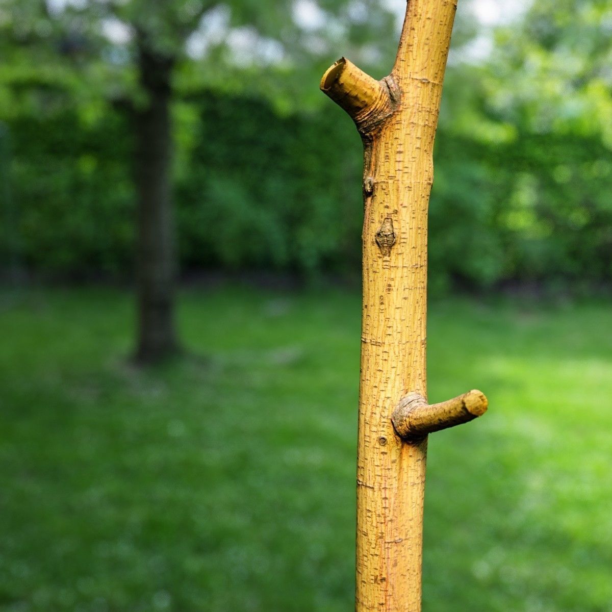 3D model Yellow tree branch VR / AR / low-poly | CGTrader