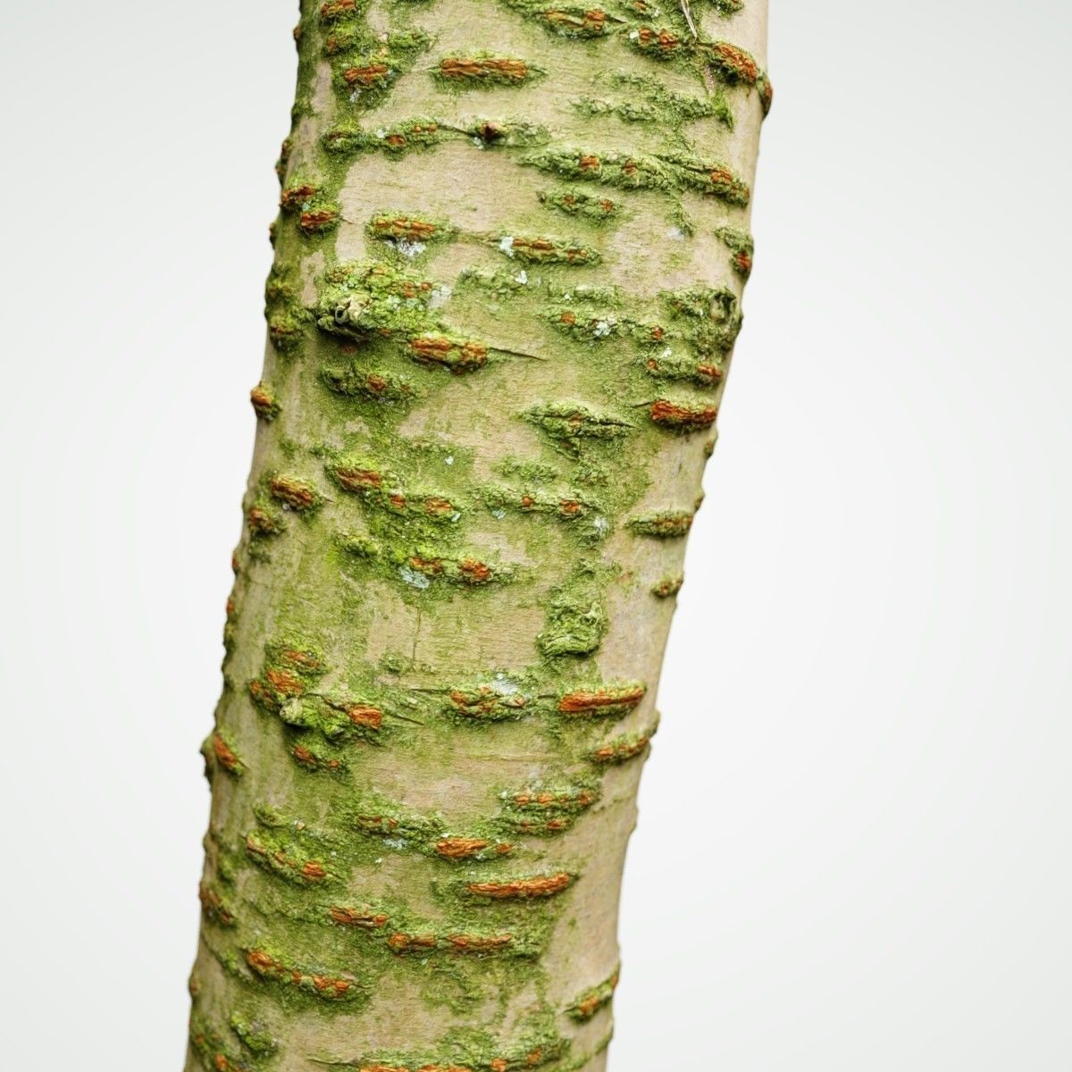 3D model Tree sample Bark VR / AR / low-poly | CGTrader