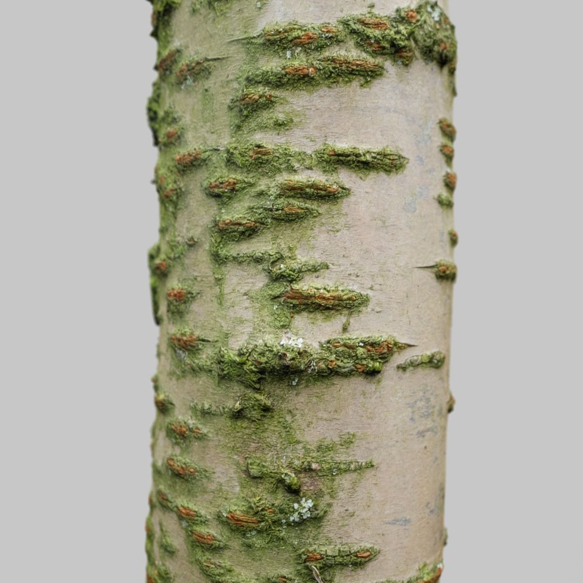 3D model Tree sample Bark VR / AR / low-poly | CGTrader