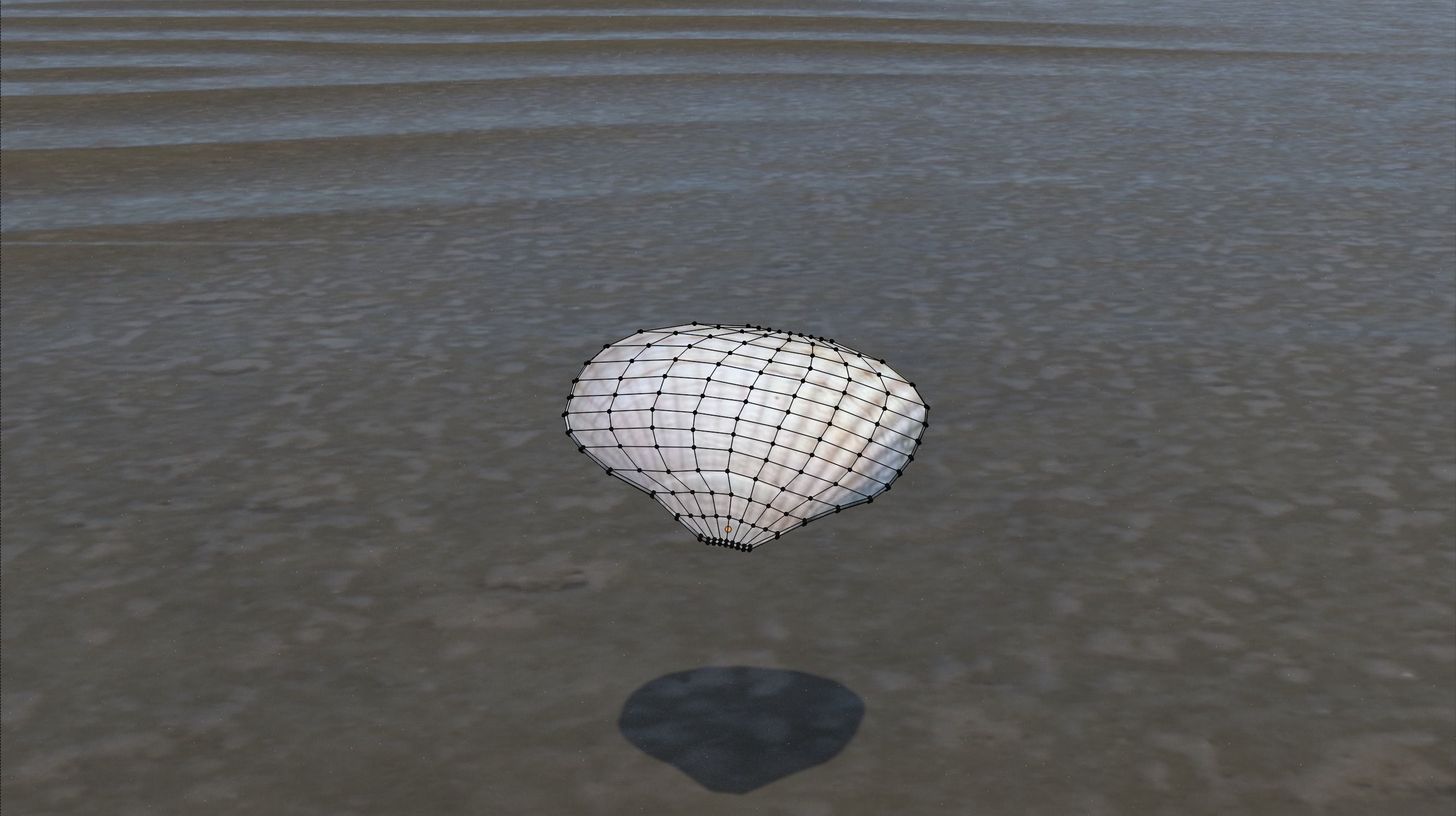 Beach shells 3D model | CGTrader