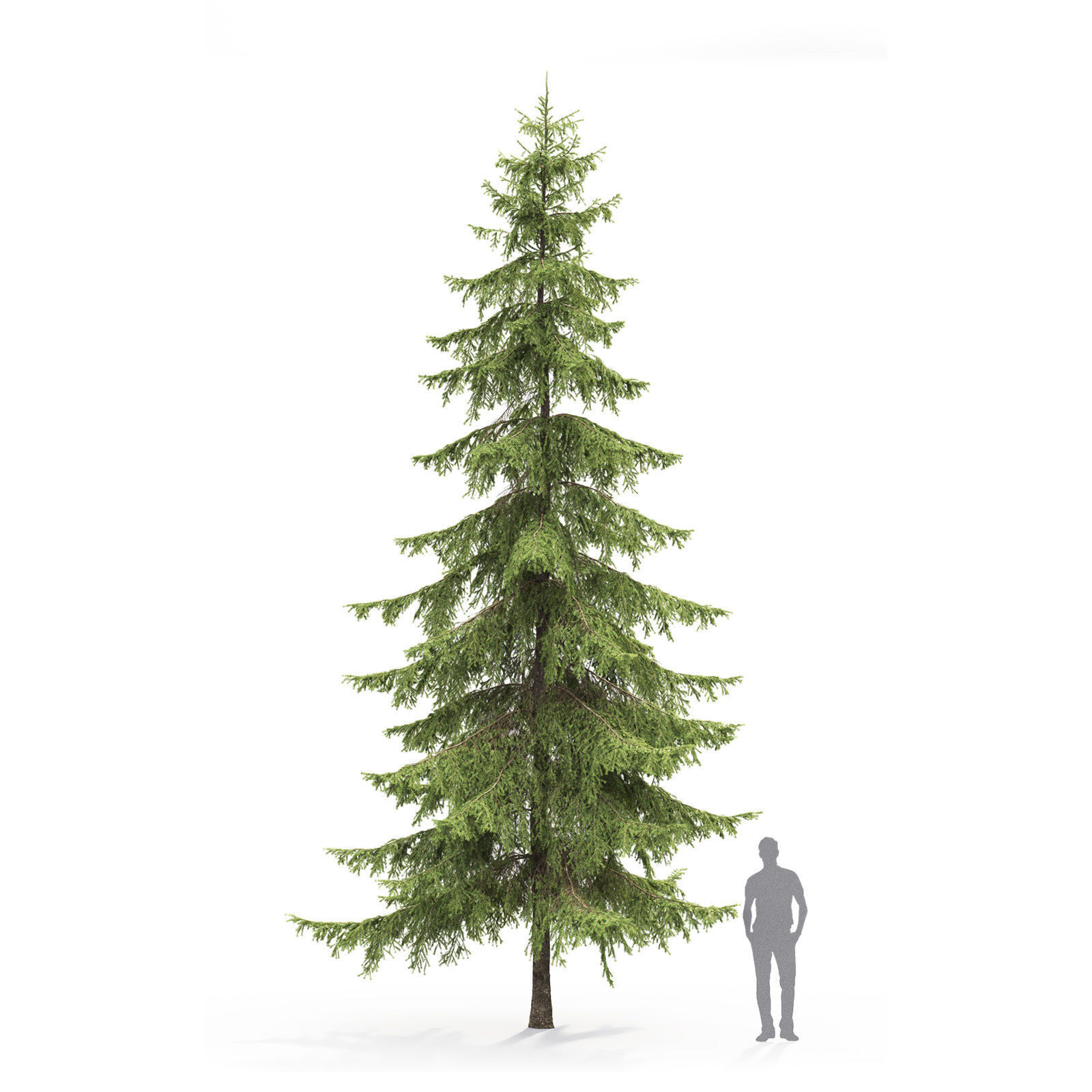 Picea 08 3D model | CGTrader