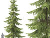 Picea 08 3D model | CGTrader