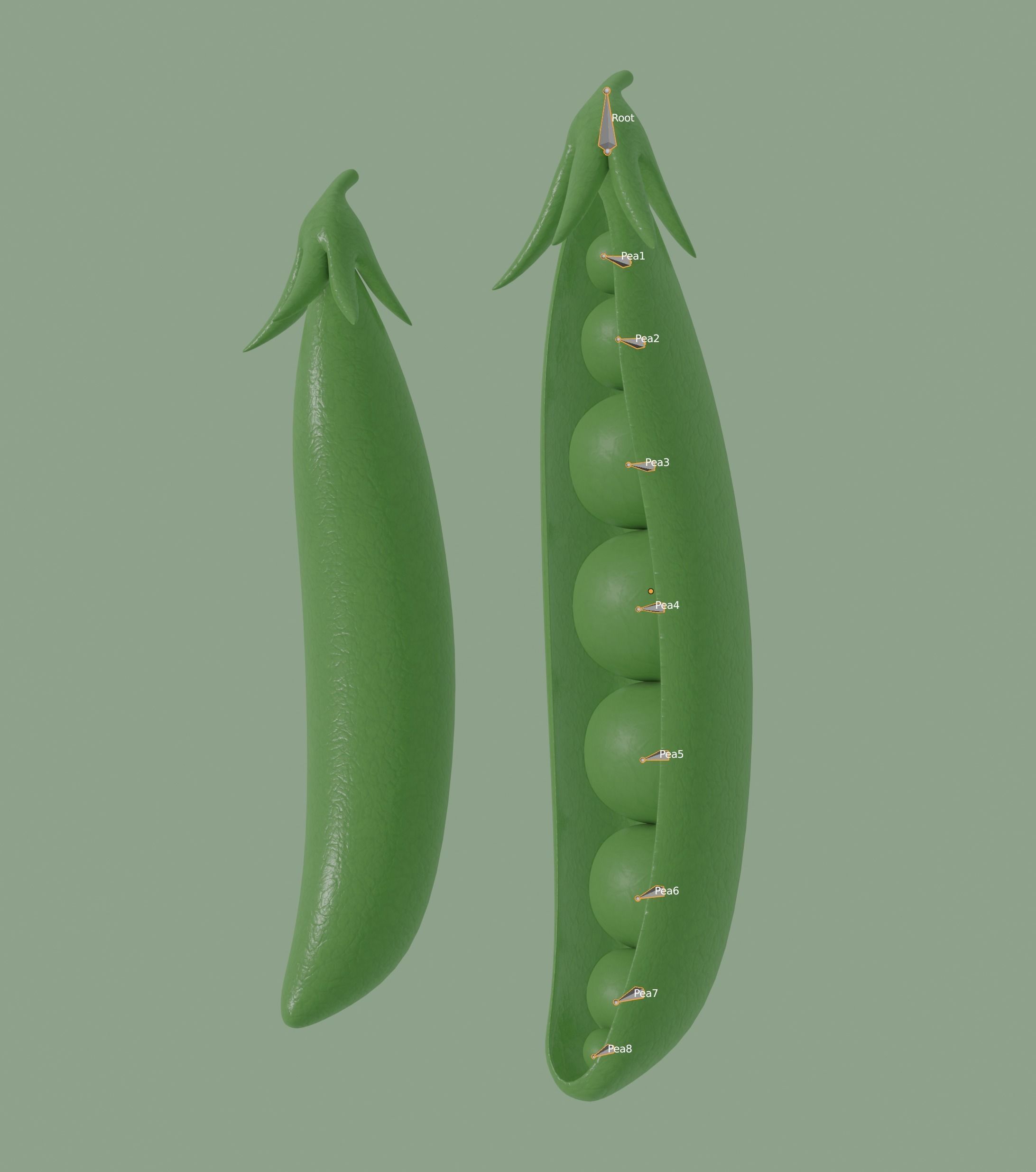 Pea model 3D model rigged | CGTrader