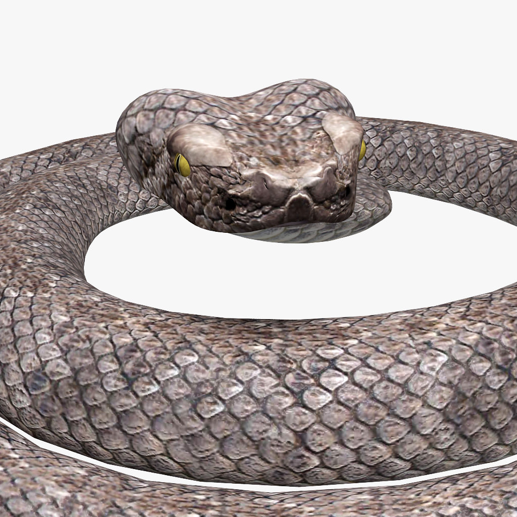 Rattlesnake 3D Model .max .obj .c4d - CGTrader.com