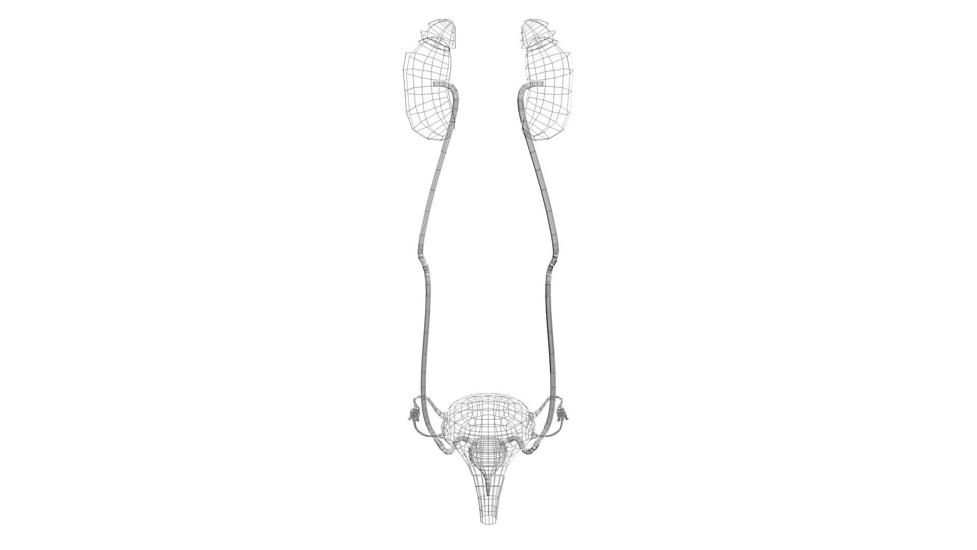 3D model Female reproductive system VR / AR / low-poly | CGTrader