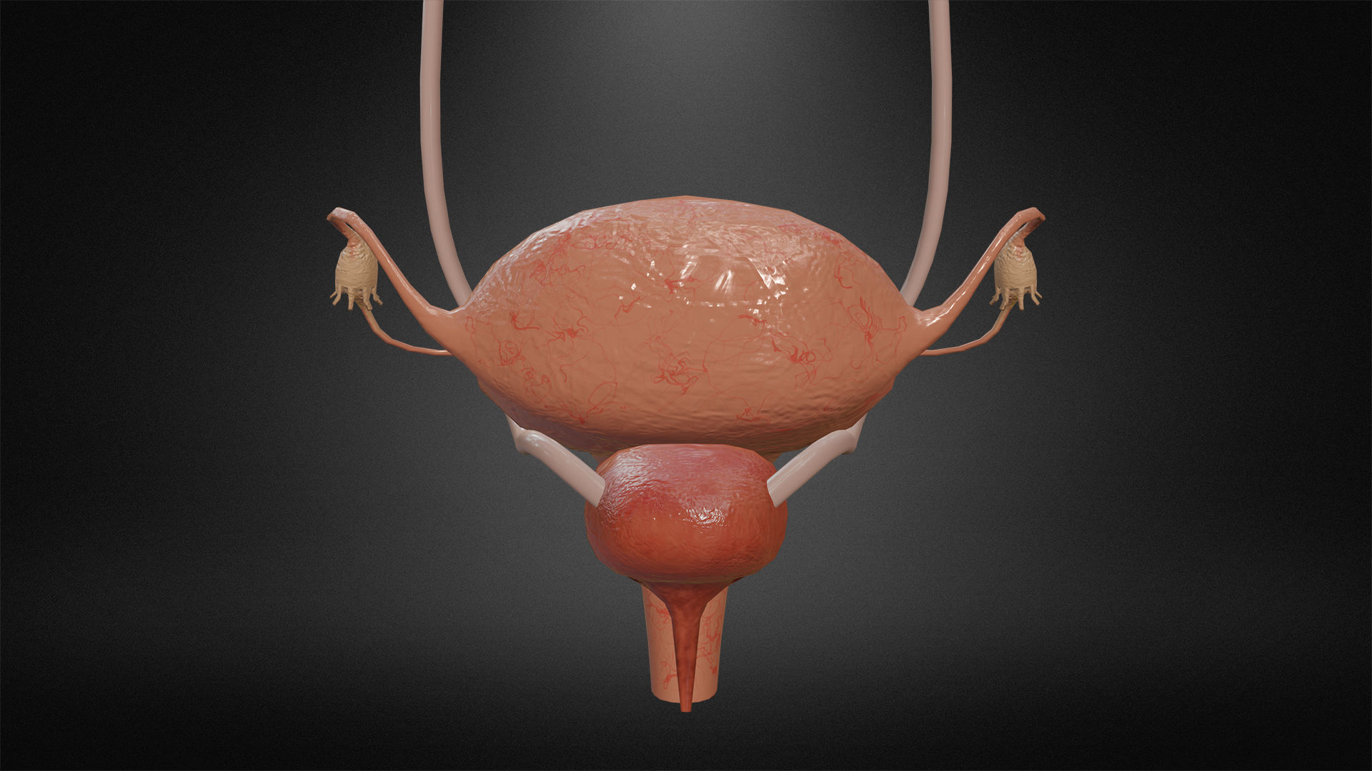 3D model Female reproductive system VR / AR / low-poly | CGTrader