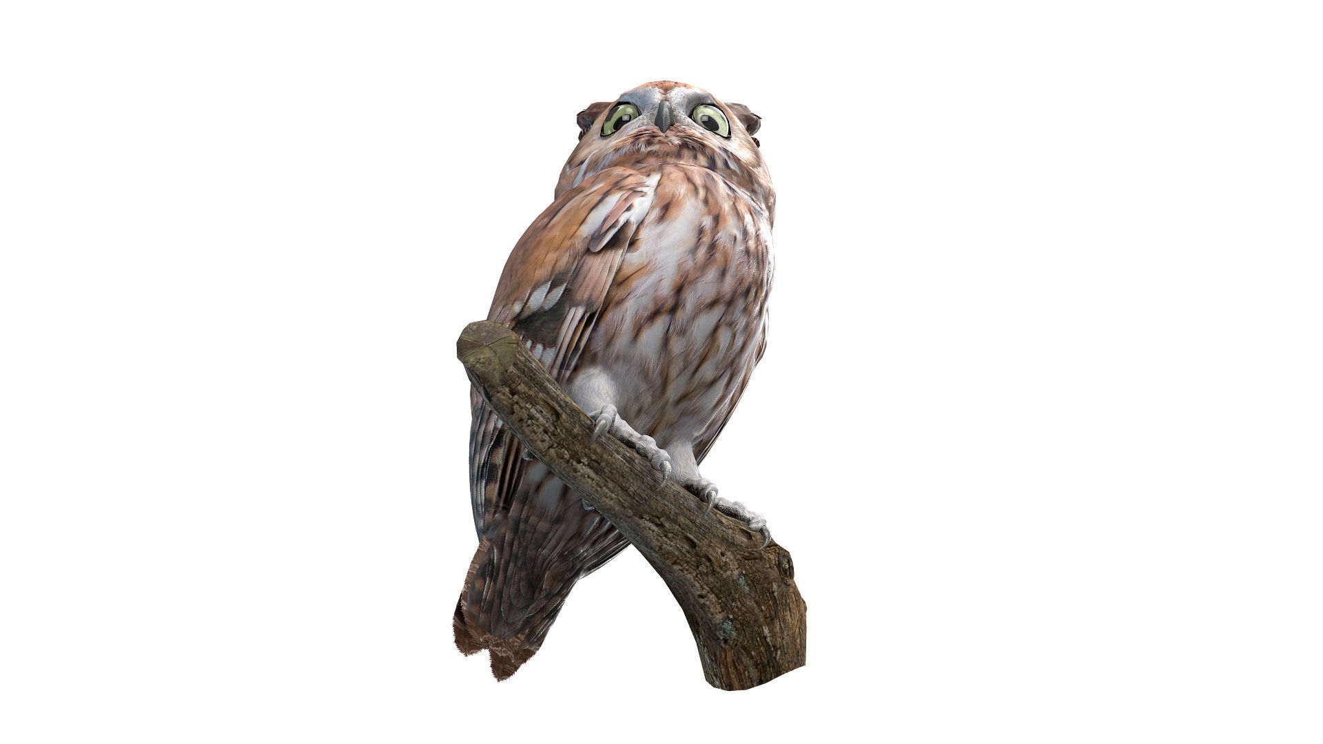 3D model Screech Owl VR / AR / low-poly | CGTrader