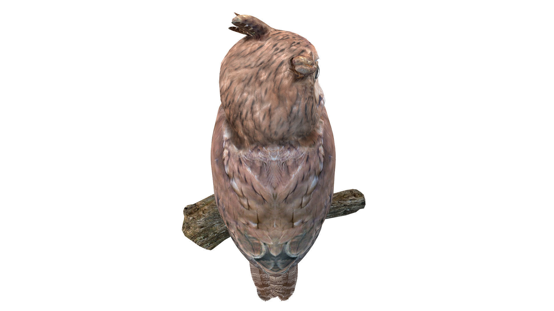 3D model Screech Owl VR / AR / low-poly | CGTrader