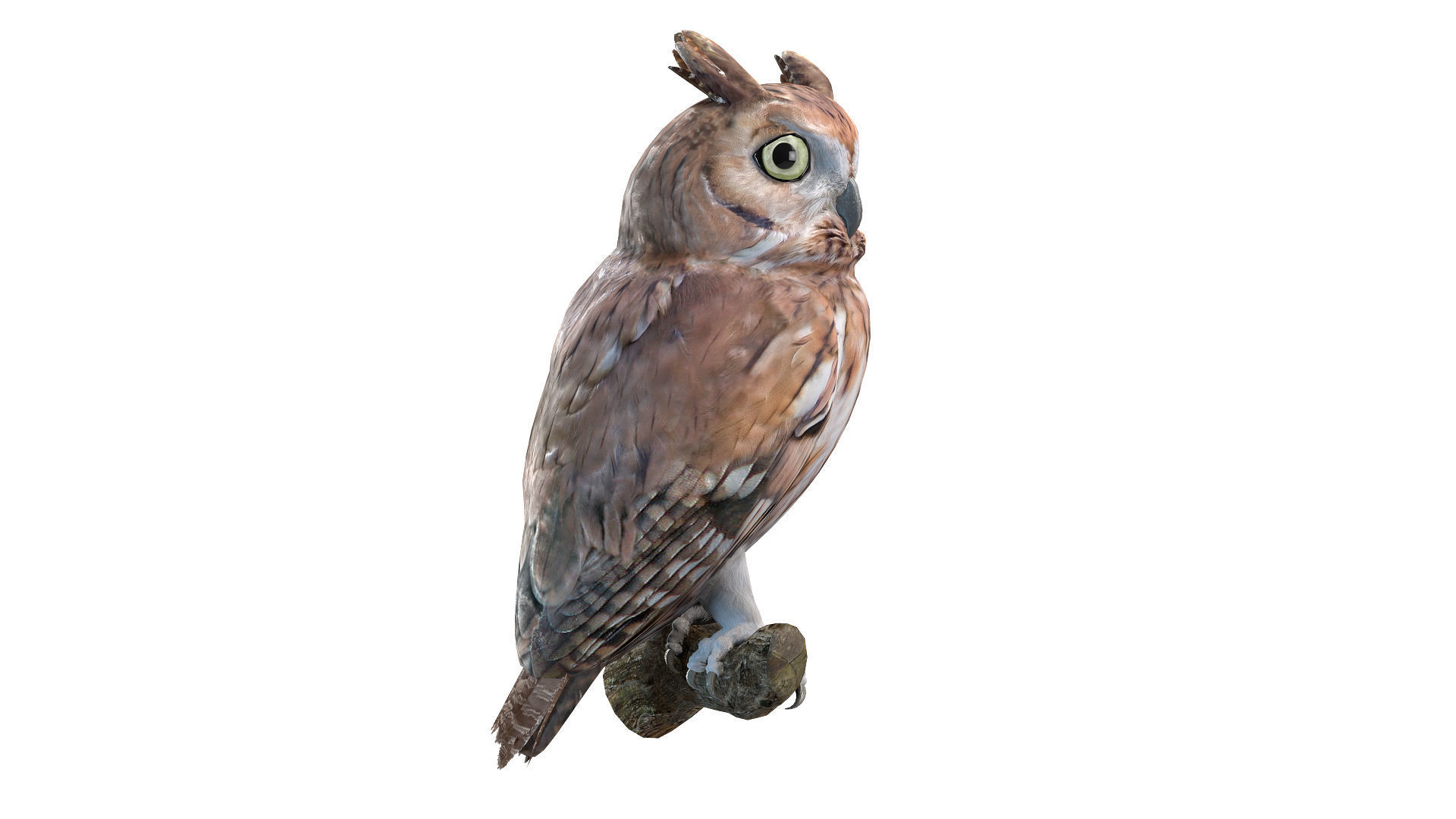3D model Screech Owl VR / AR / low-poly | CGTrader