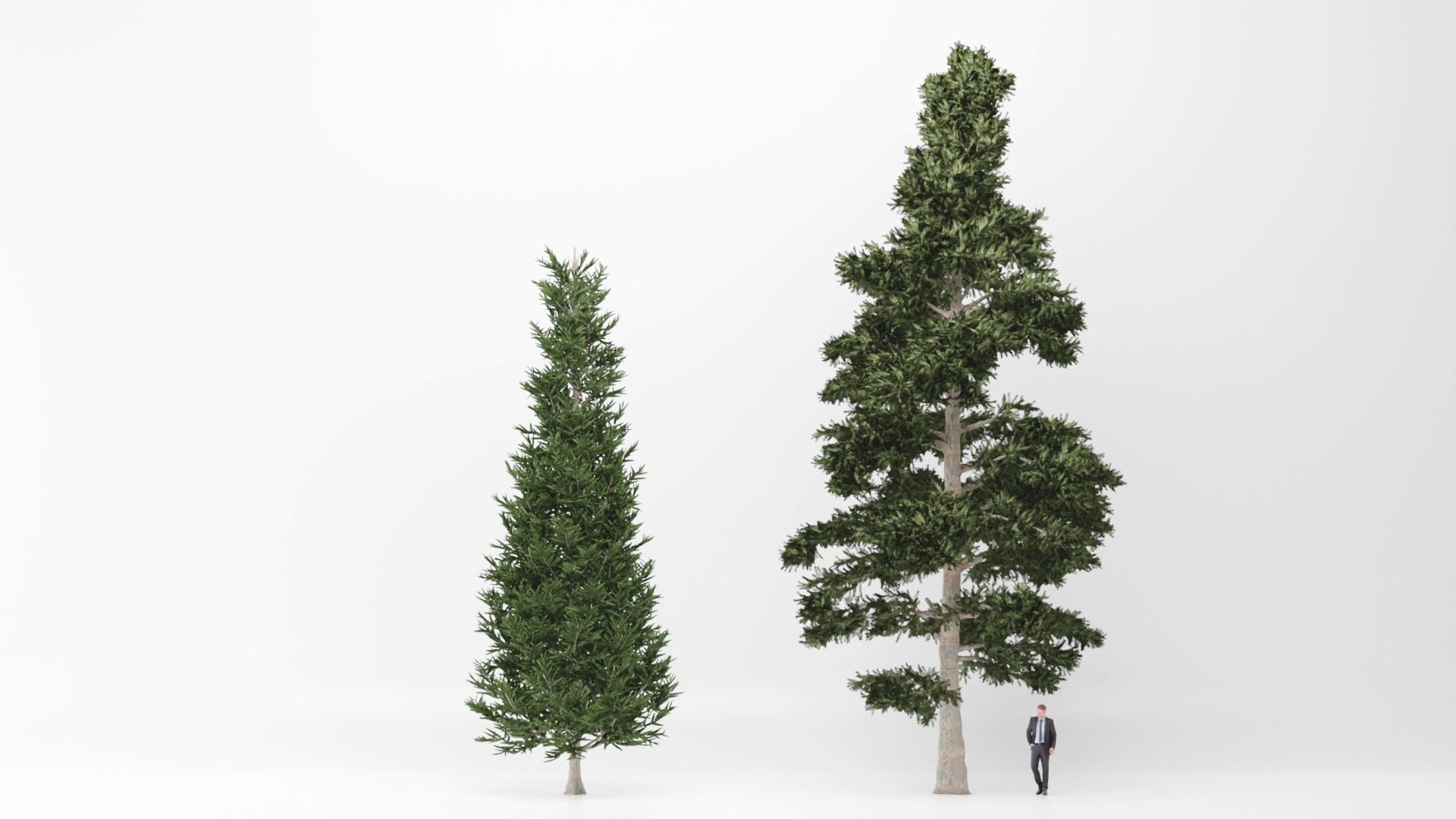 Pine tree set 3D model | CGTrader