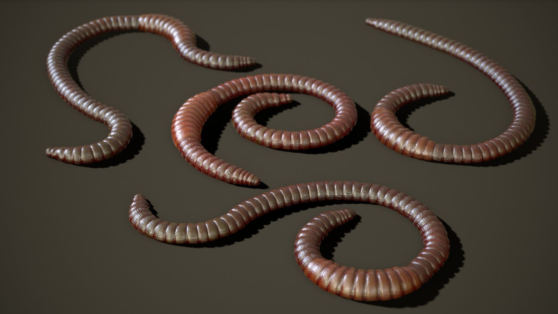 3D model Earthworms Rigged PBR VR / AR / low-poly rigged | CGTrader