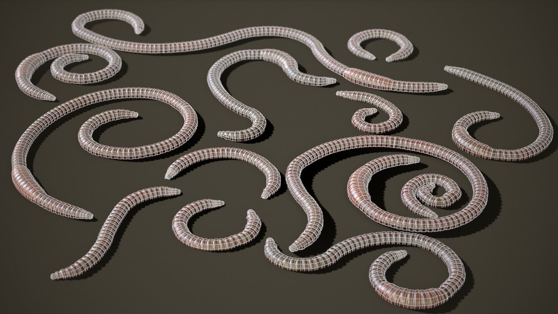 3D model Earthworms Rigged PBR VR / AR / low-poly rigged | CGTrader