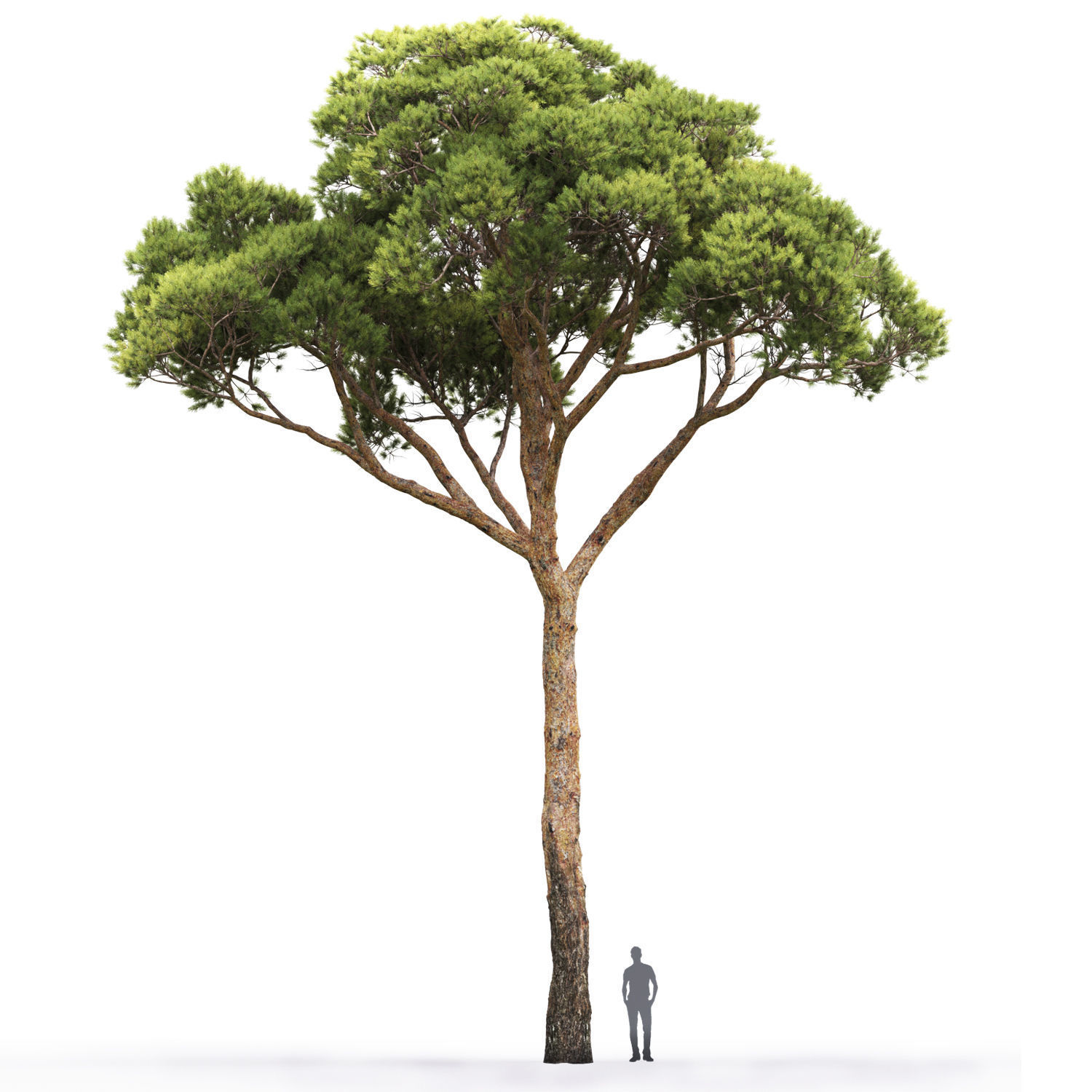 Pinus Pinea 02 3D model | CGTrader