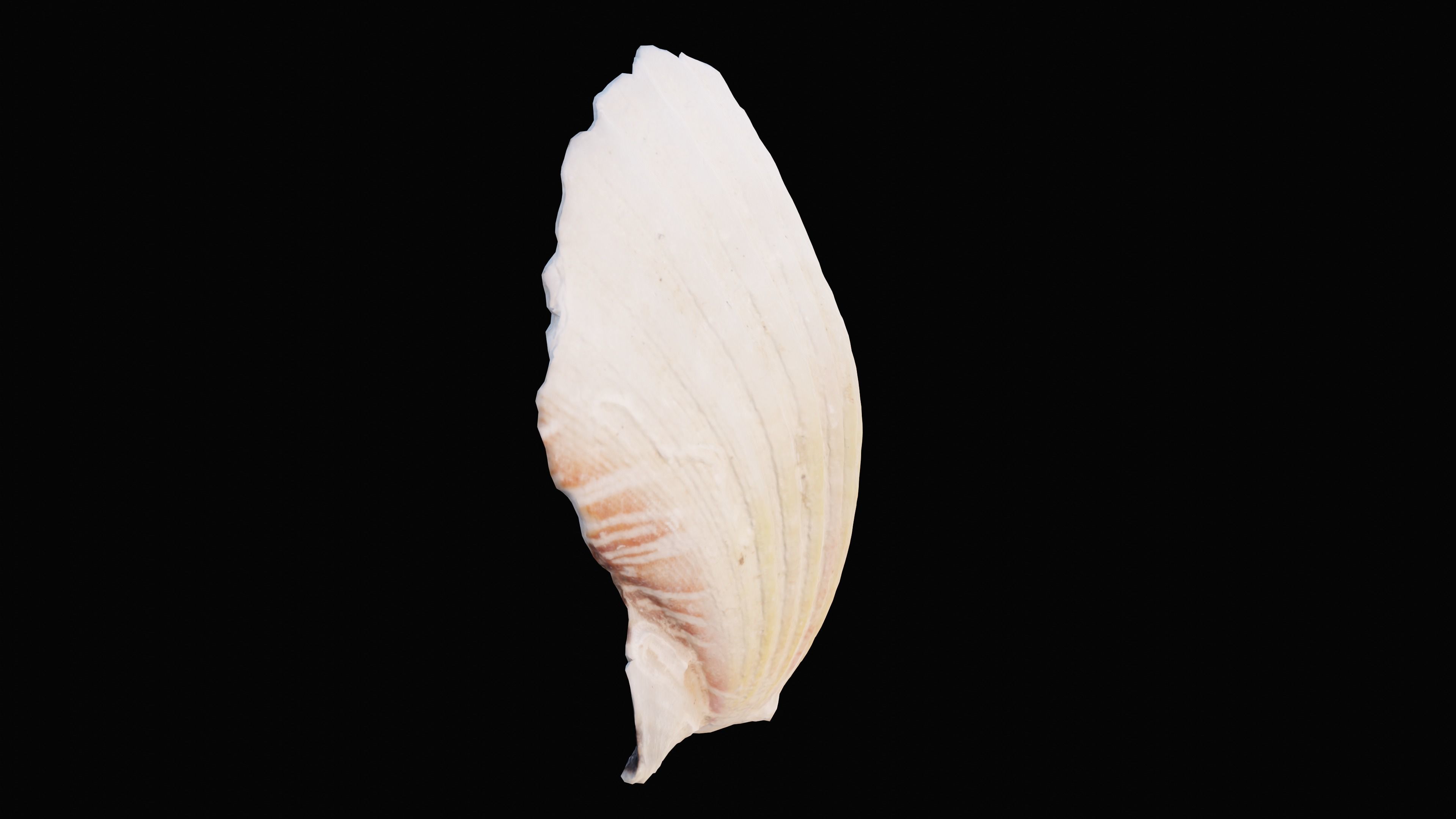 3D model Small Scallop Sea Shell VR / AR / low-poly | CGTrader