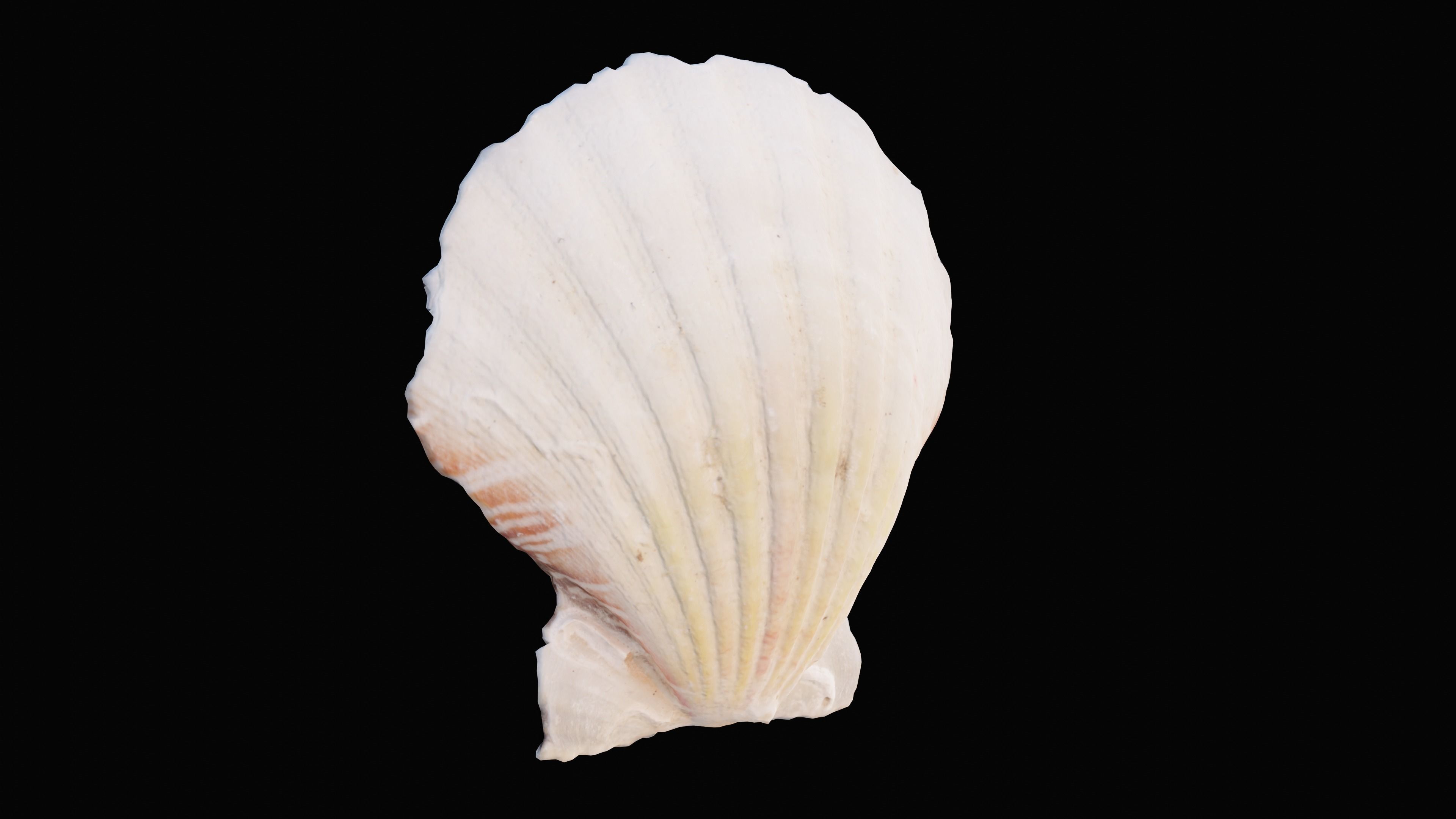 3D model Small Scallop Sea Shell VR / AR / low-poly | CGTrader