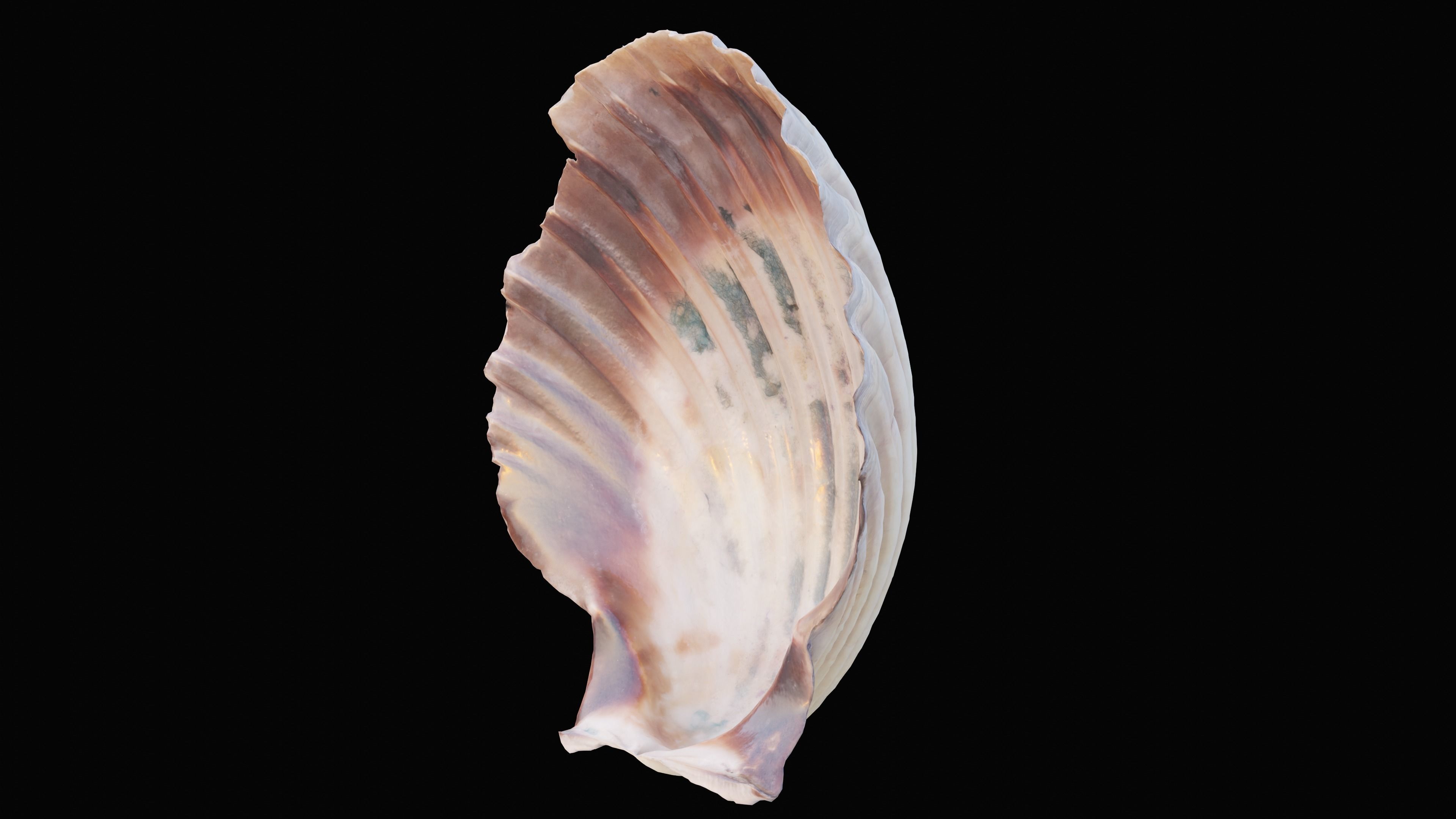 3D model Scallop Sea Shell VR / AR / low-poly | CGTrader