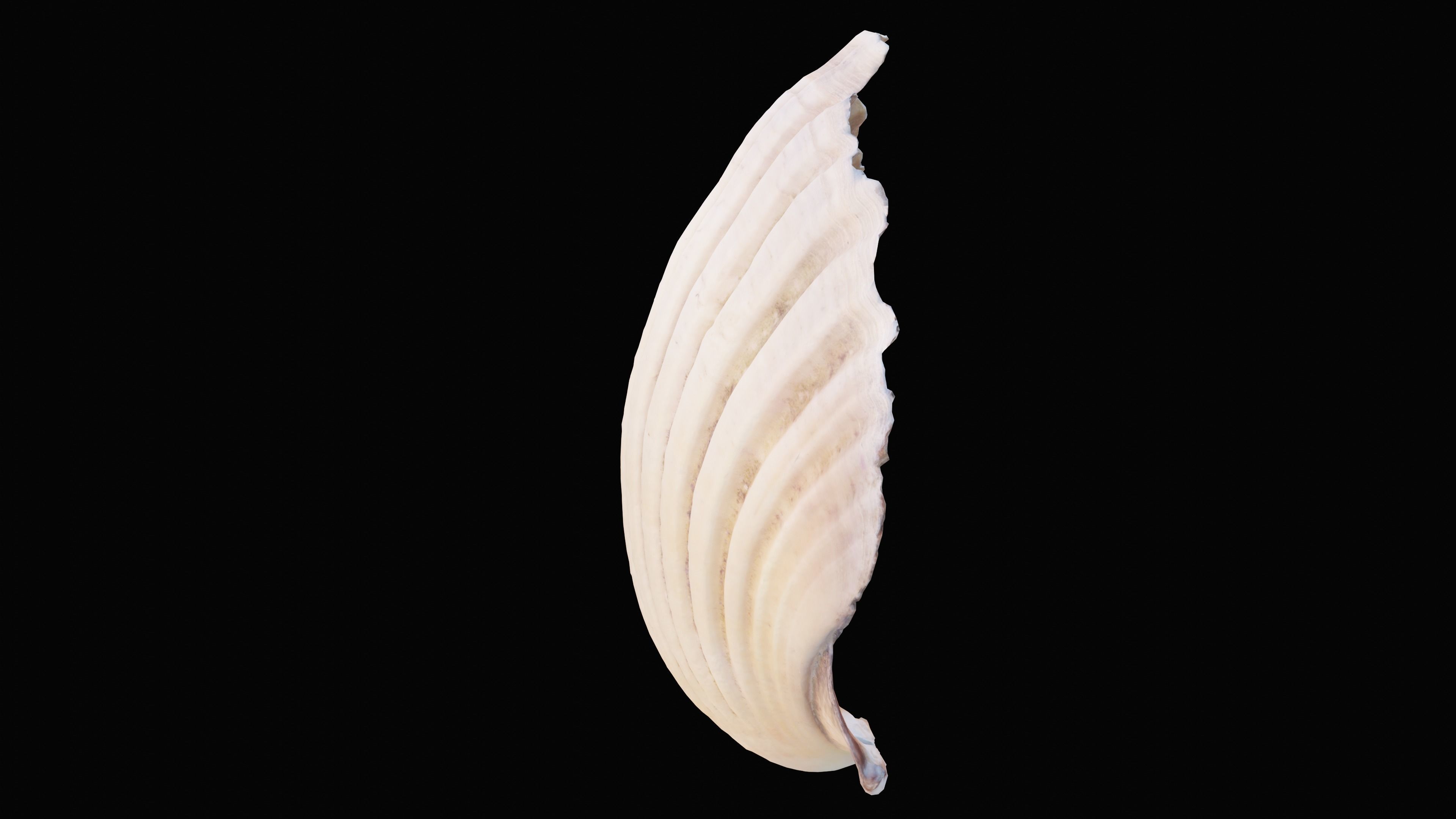 3D model Scallop Sea Shell VR / AR / low-poly | CGTrader