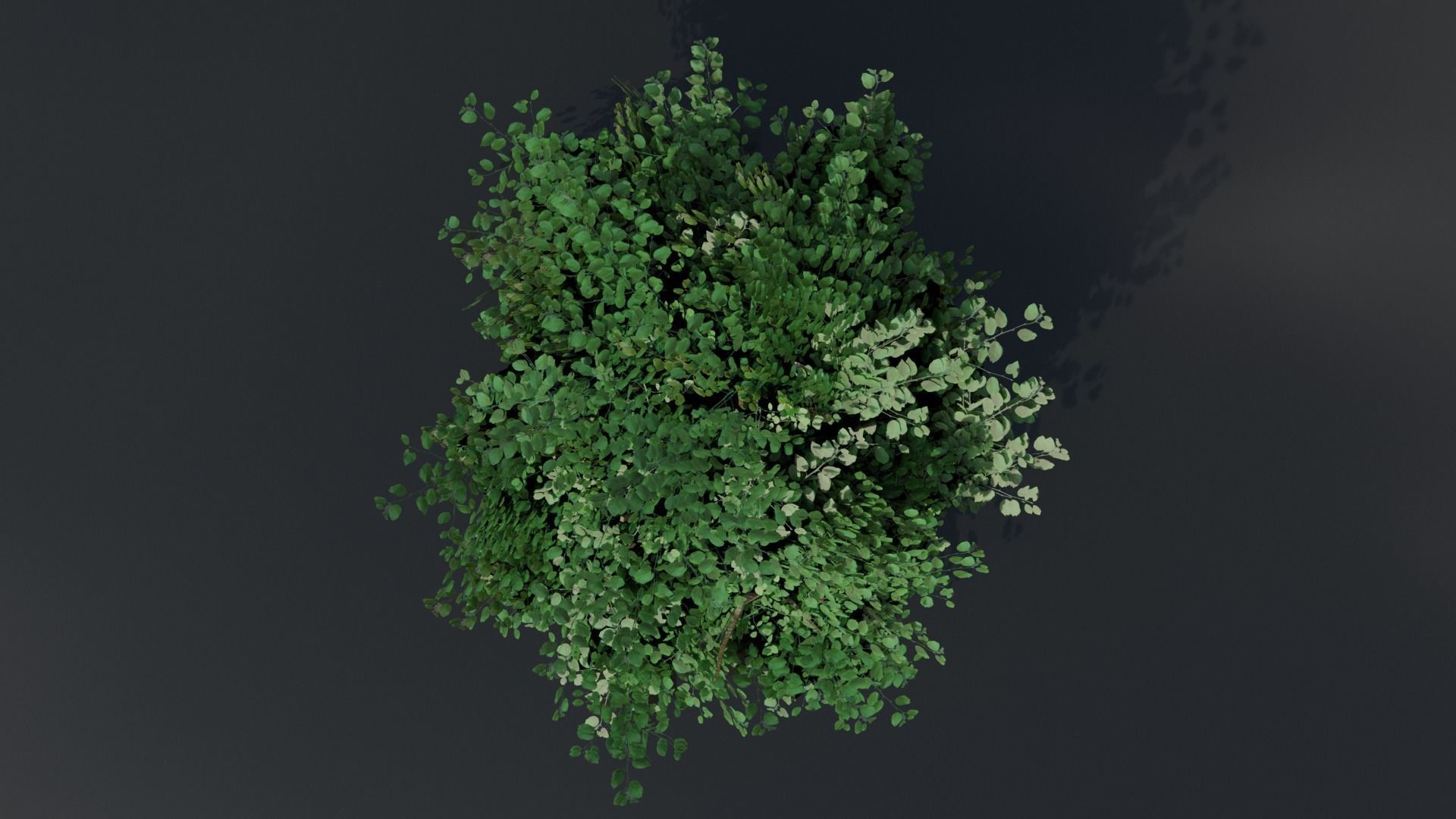 Simple shrub 3D model | CGTrader