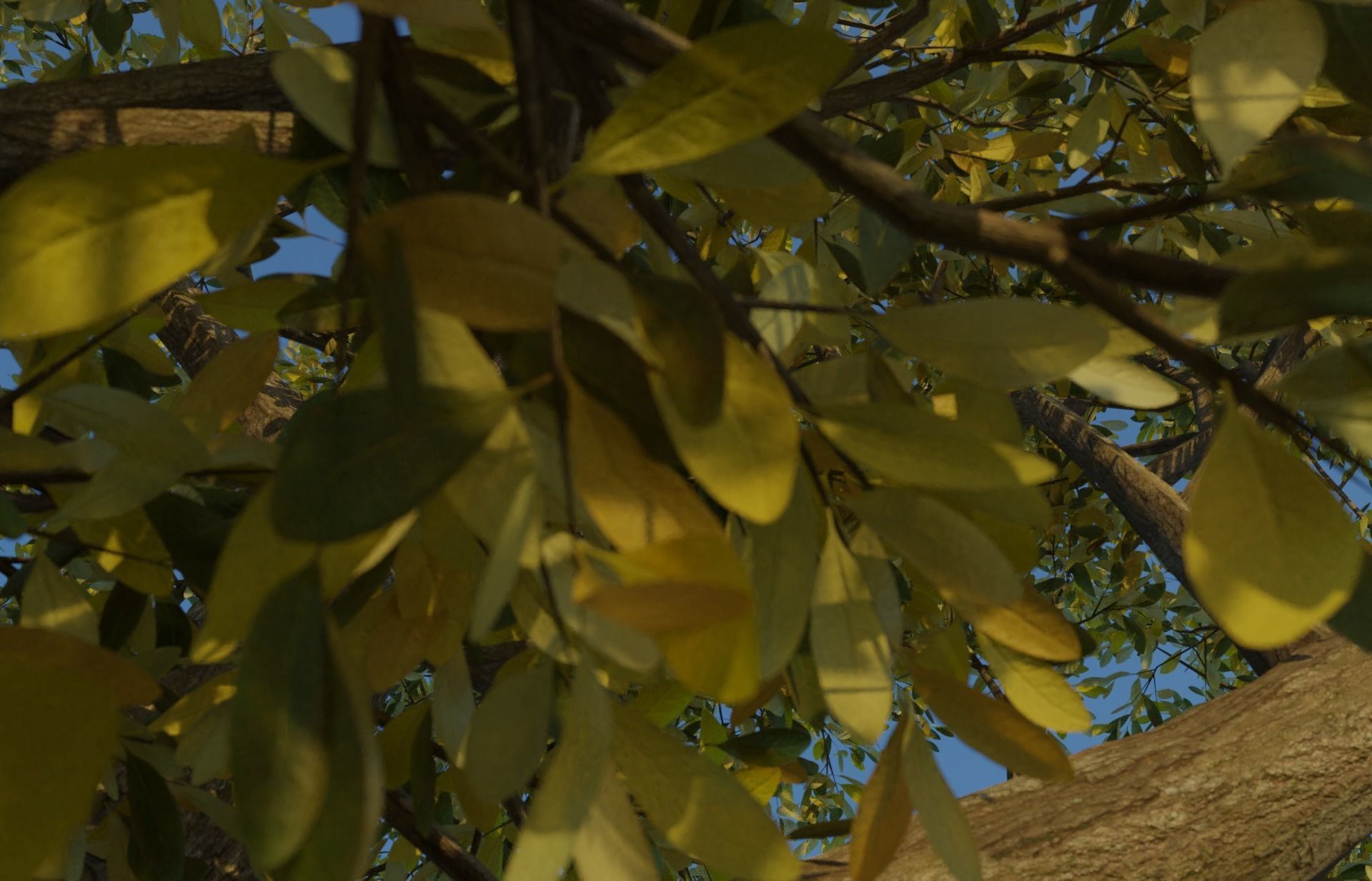 Grand Tree Pack 3D model | CGTrader