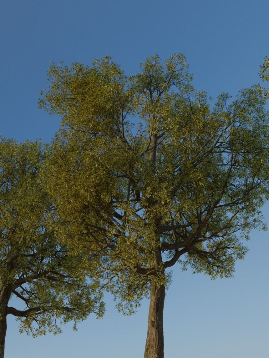 Grand Tree Pack 3D model | CGTrader