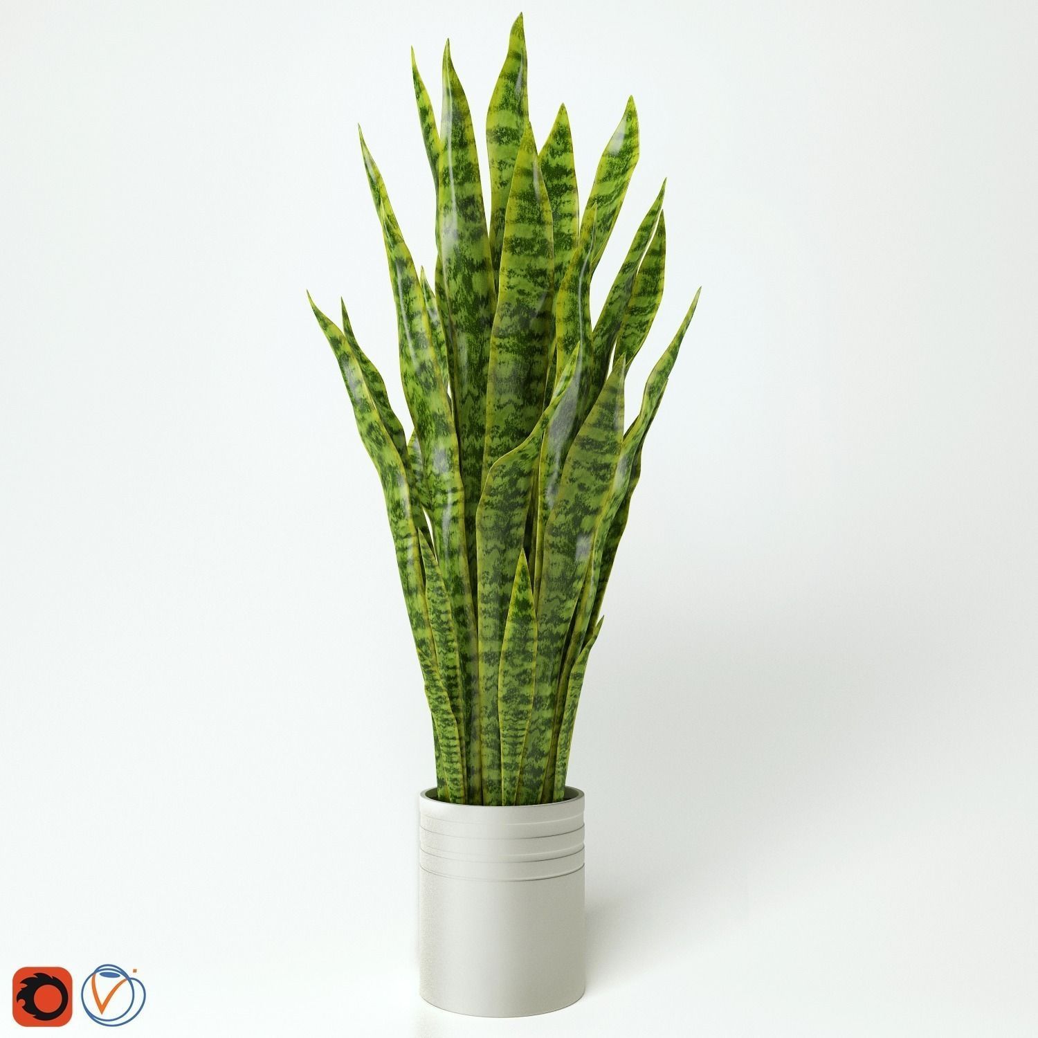 Sansevieria snake plant 3D model | CGTrader