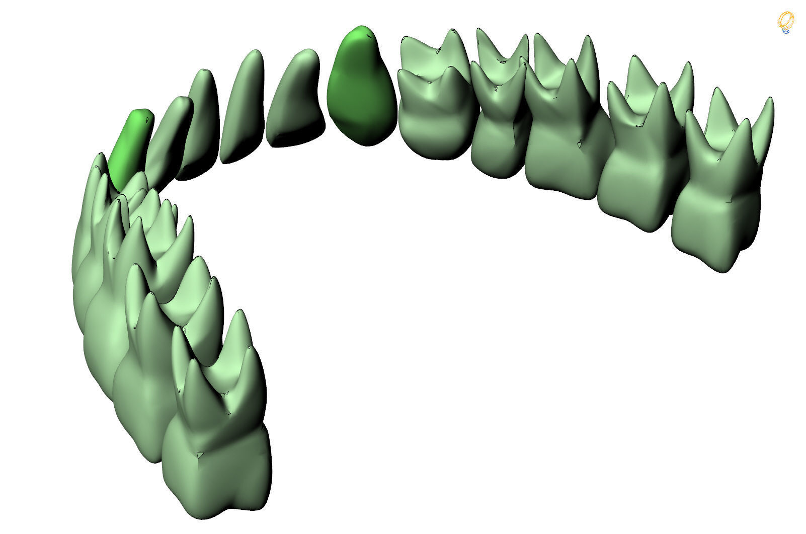 Anatomical model of all teeth 3D model 3D printable | CGTrader