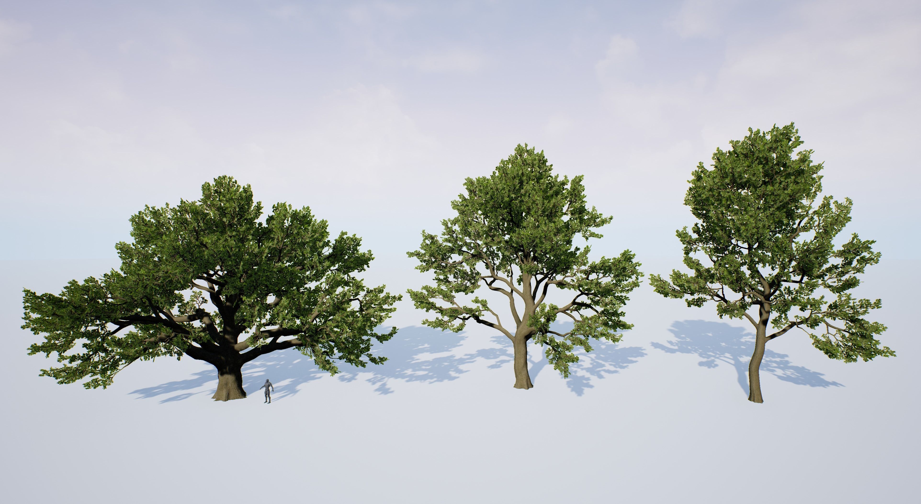 3D model Realistic Broadleaf Oak Trees for games VR / AR / low-poly ...