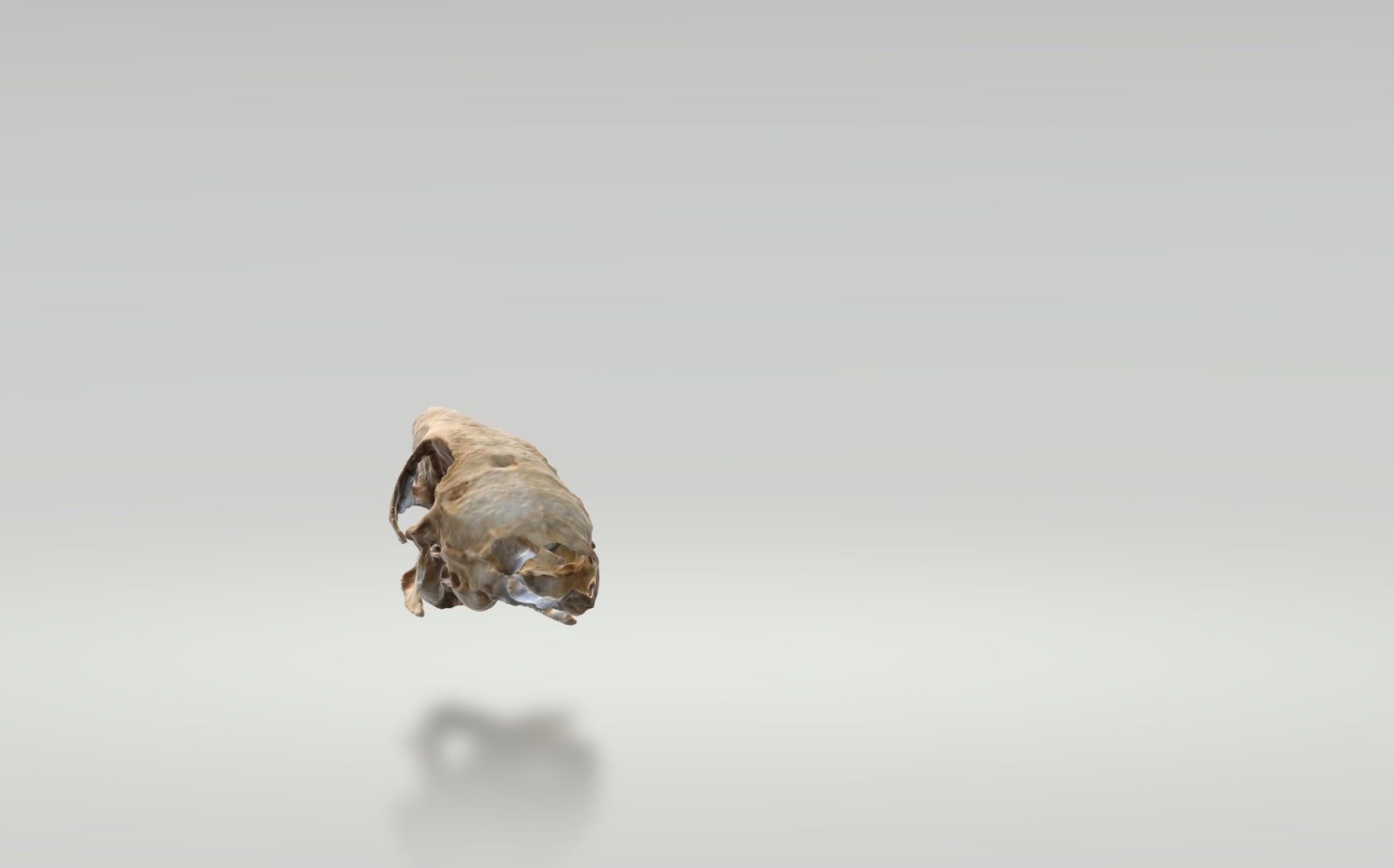 Rat Skull 3D model 3D printable | CGTrader
