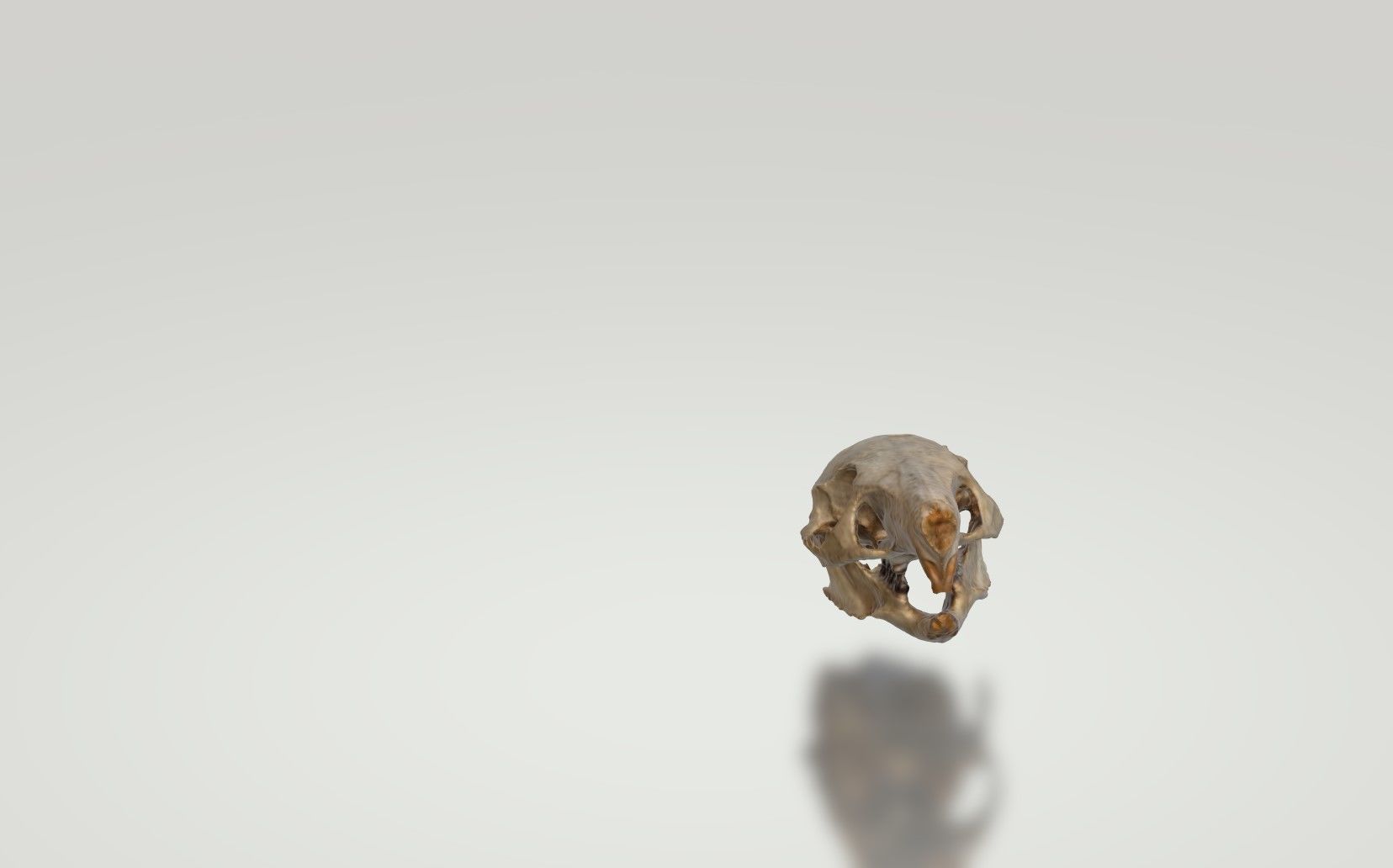Rat Skull 3D model 3D printable | CGTrader