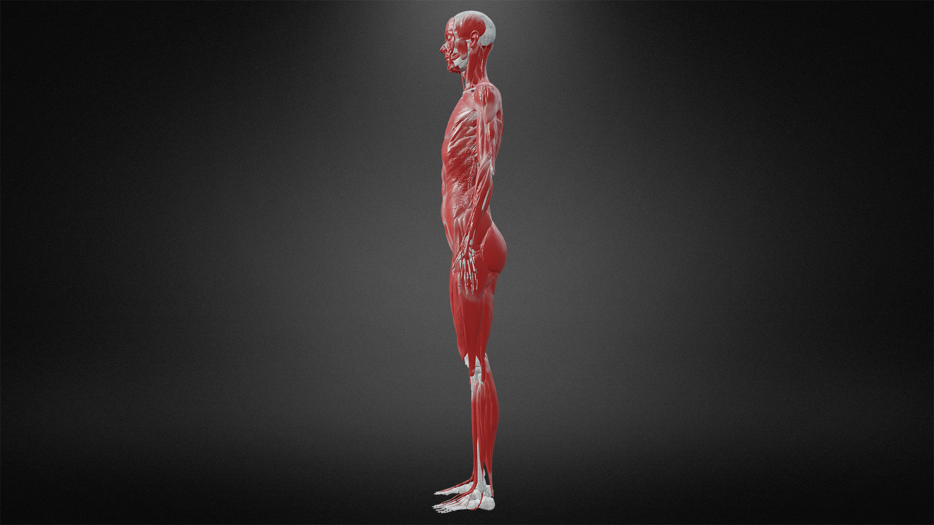3D model Muscular system VR / AR / low-poly | CGTrader