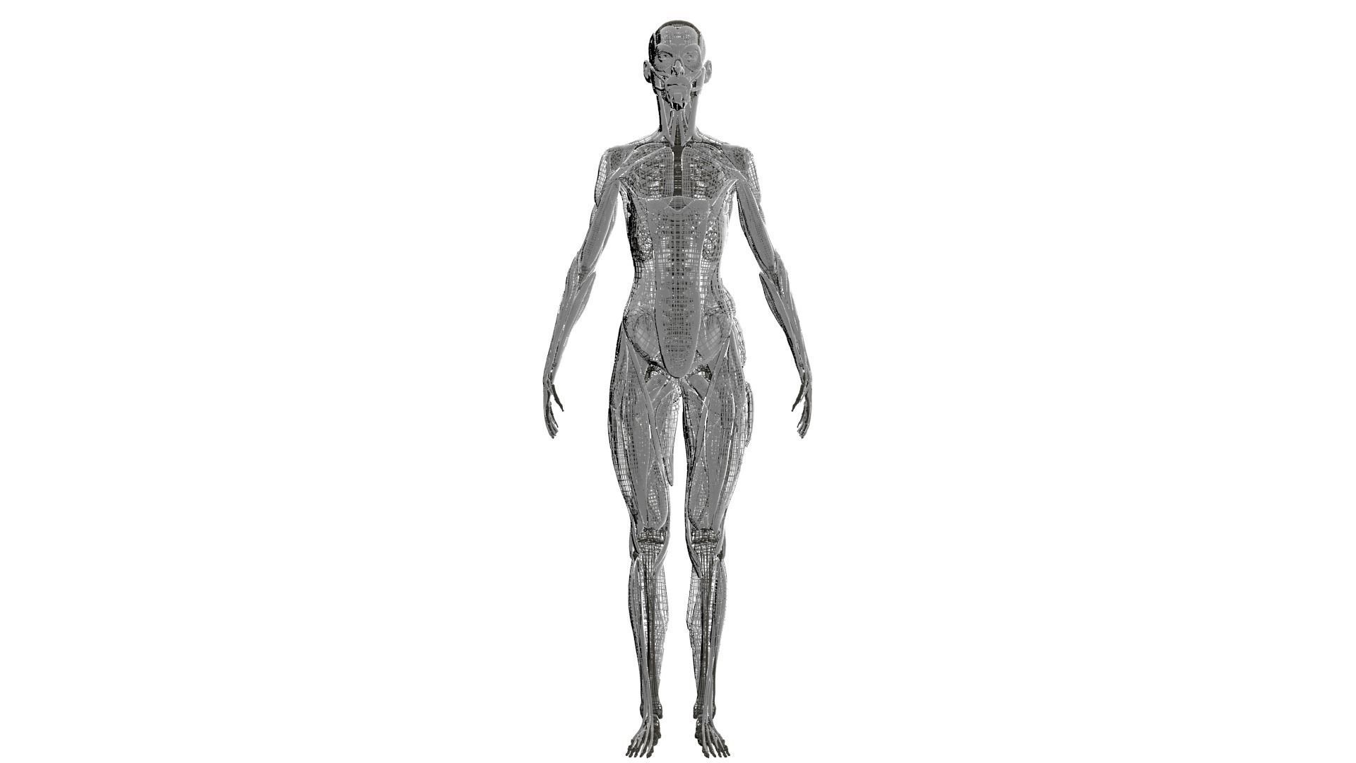 3D model Muscular system VR / AR / low-poly | CGTrader