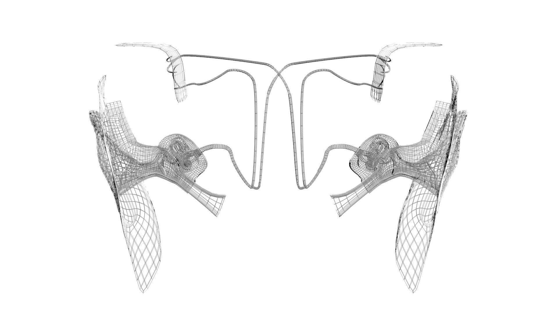 3D model Auditory System VR / AR / low-poly | CGTrader