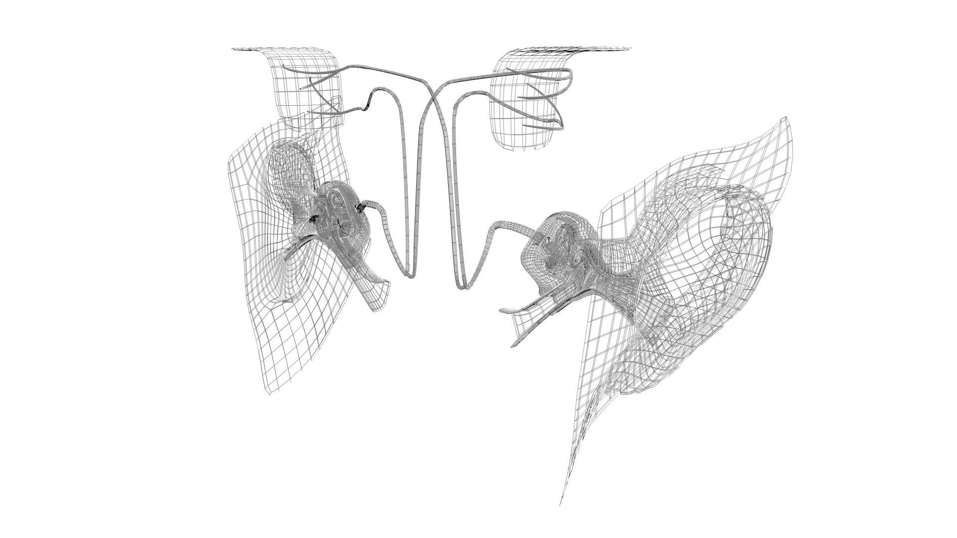 3D model Auditory System VR / AR / low-poly | CGTrader