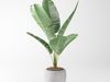 saging banana plant in concrete pot 3D model | CGTrader