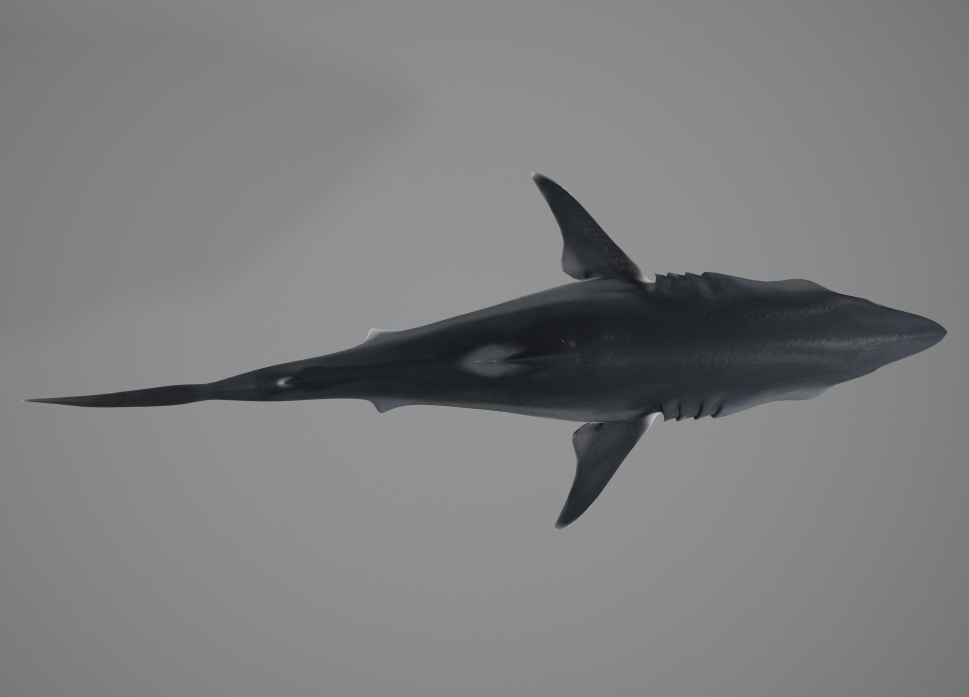 3D model Great White Shark VR / AR / low-poly rigged animated | CGTrader