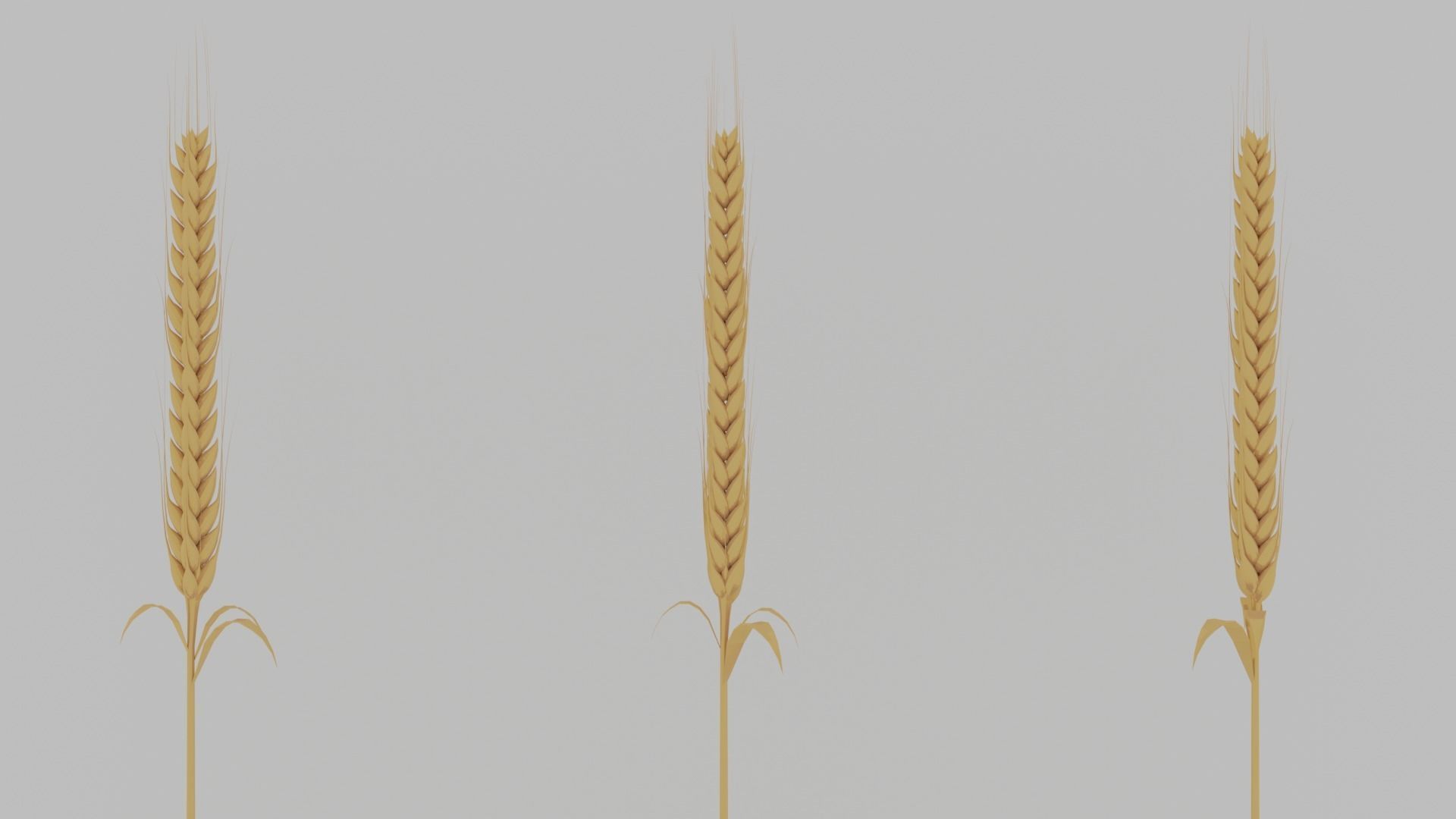 3D model High Quality 3D Detailed Barley Model VR / AR / low-poly ...