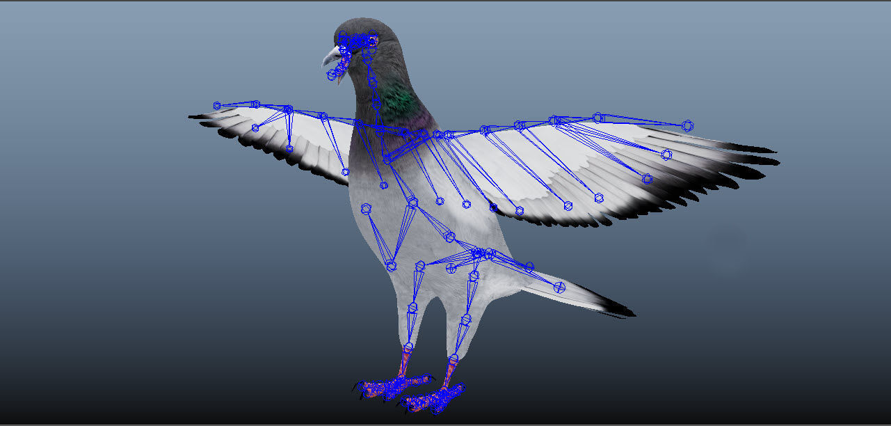 3D model Realistic flying Pigeon - LOOP FLIGHT animations VR / AR / low ...