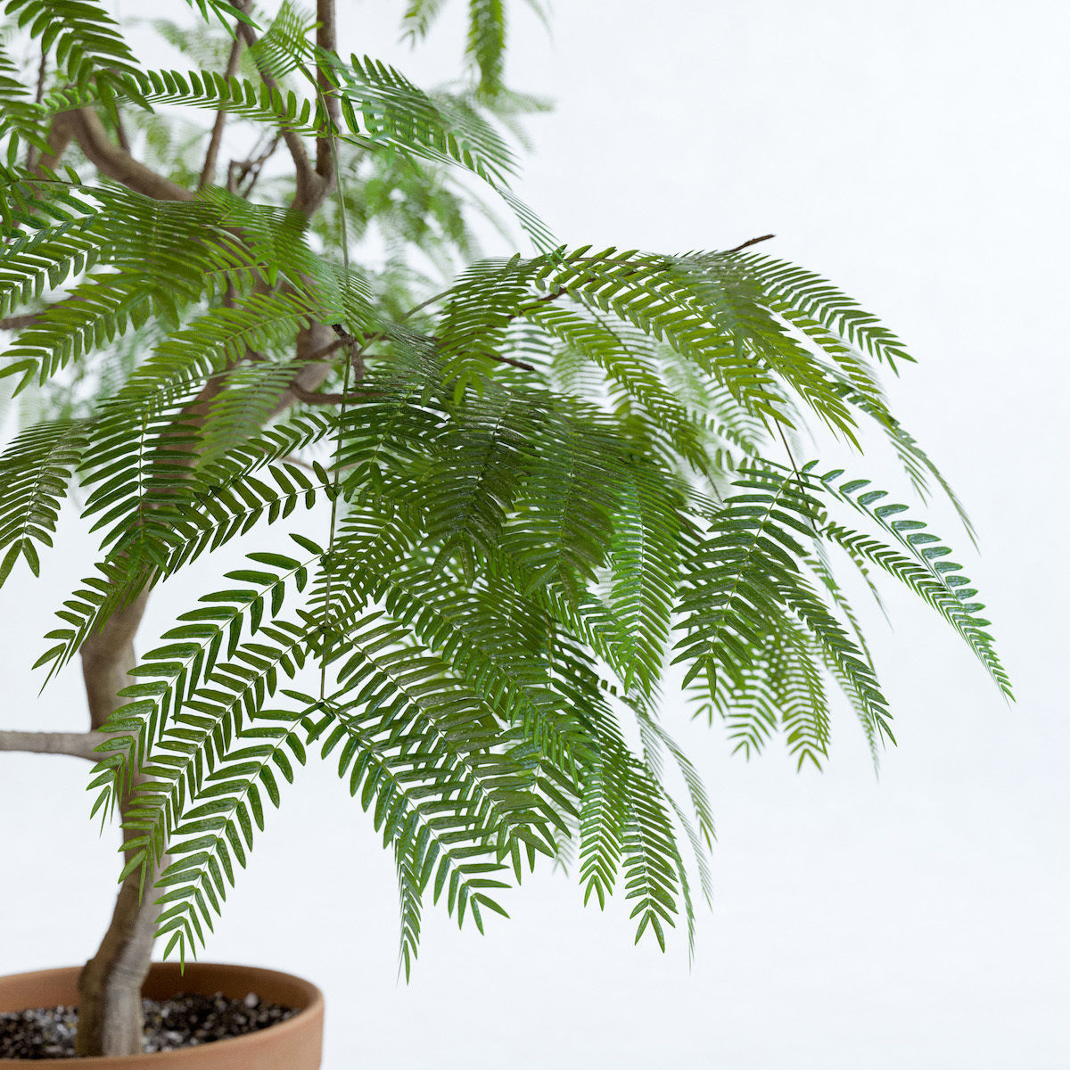 Everfresh Tree 1M - Cojoba arborea var angustifolia 3D model | CGTrader