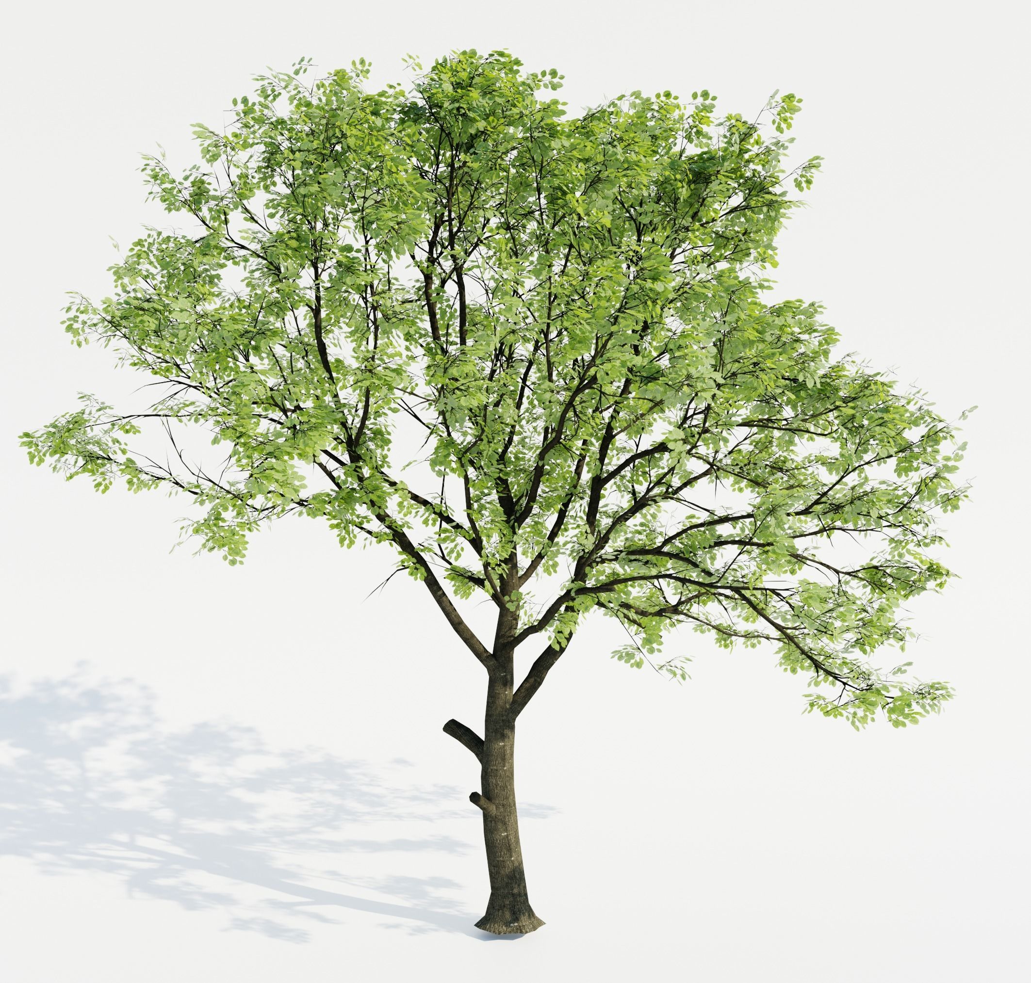 Common Trees 3D model | CGTrader