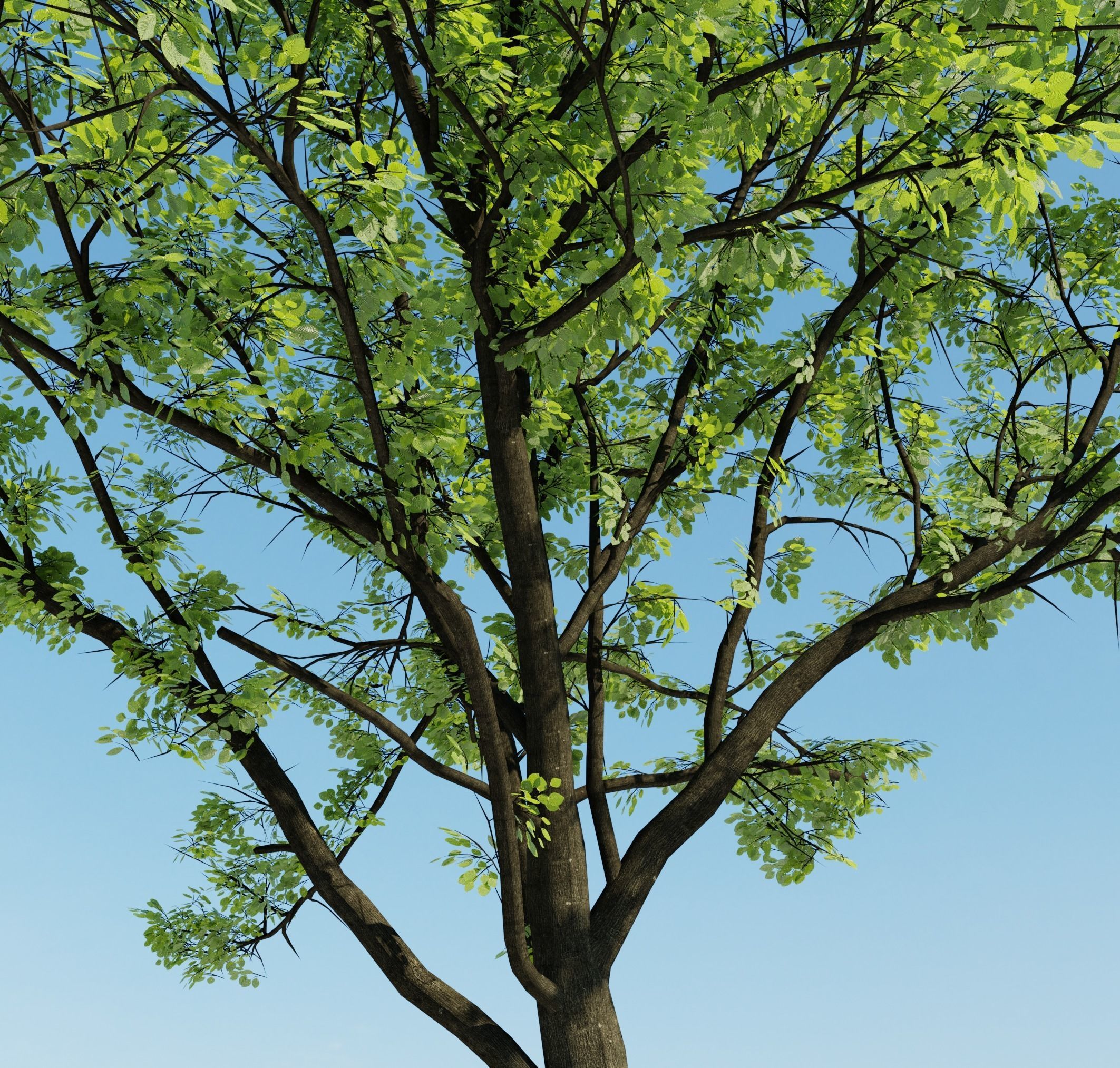 Common Trees 3D model | CGTrader