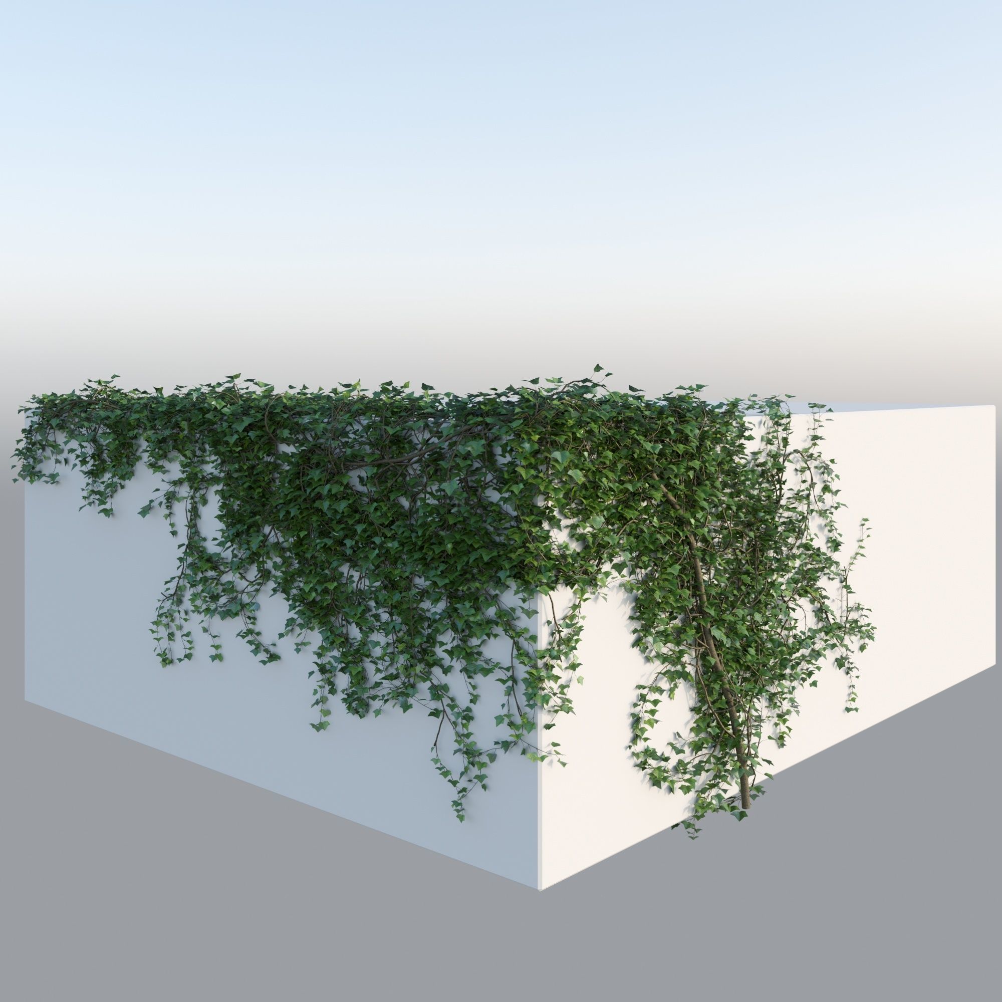 Realistic Climbing Ivy Corner 3D model | CGTrader