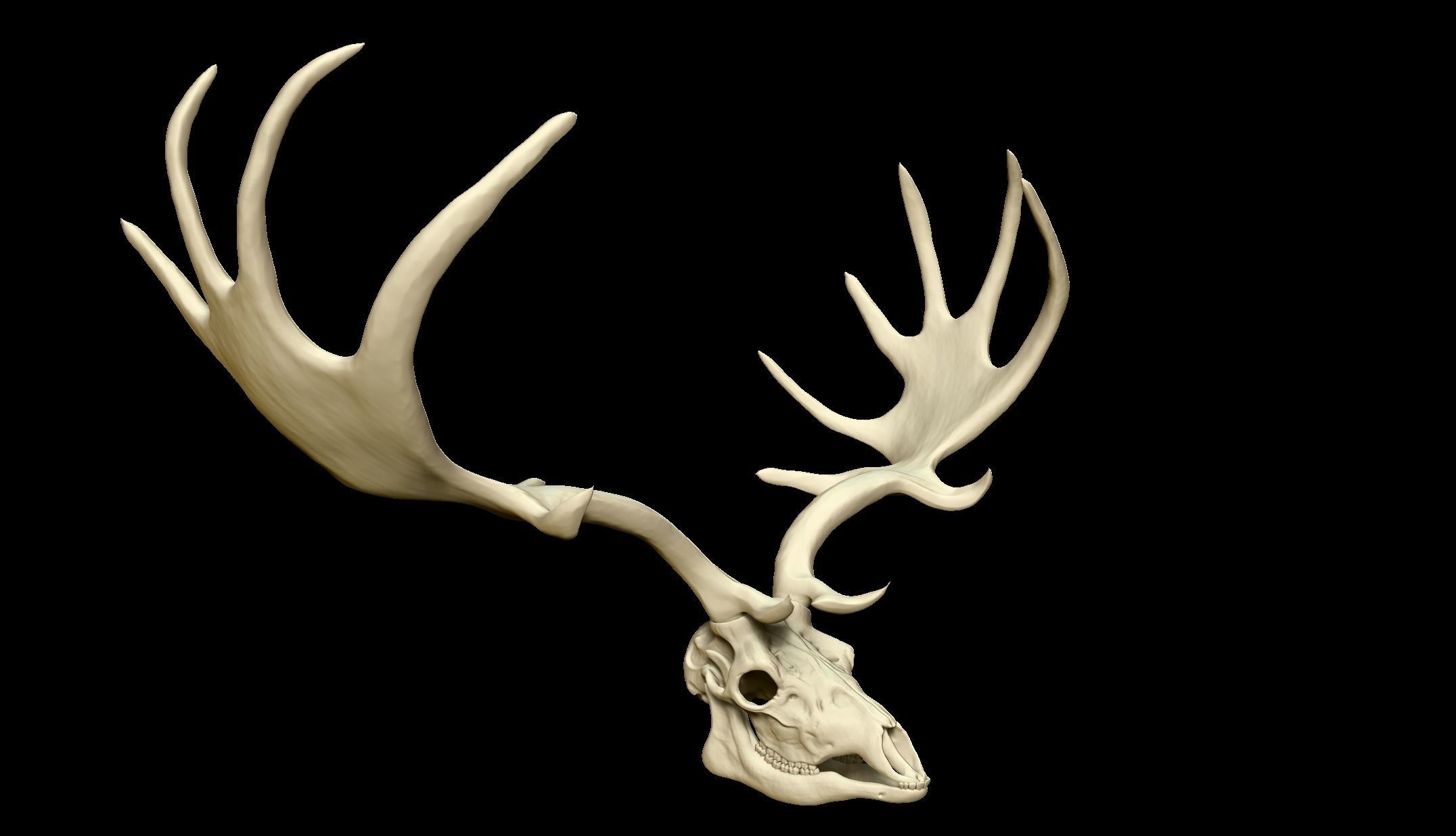 Megaloceros Giganteus or Irish Elk Skull free VR / AR / low-poly 3D ...