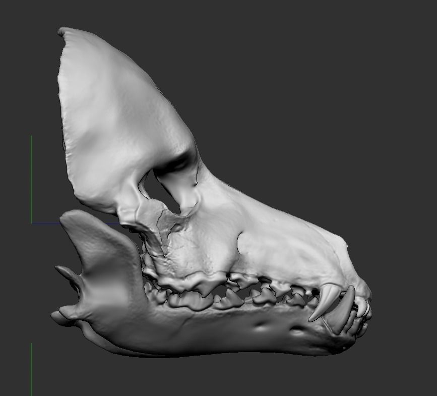 Dog Skull Scary mask for cosplay 3D model 3D printable | CGTrader