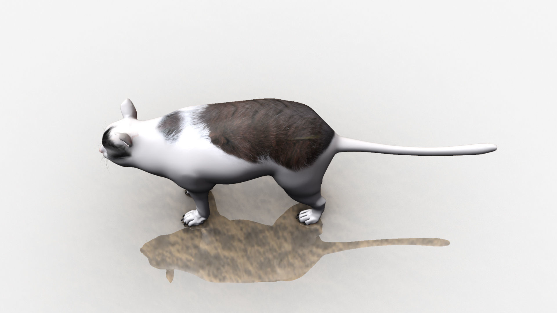 Polite Cat Meme 3d model 3D model | CGTrader