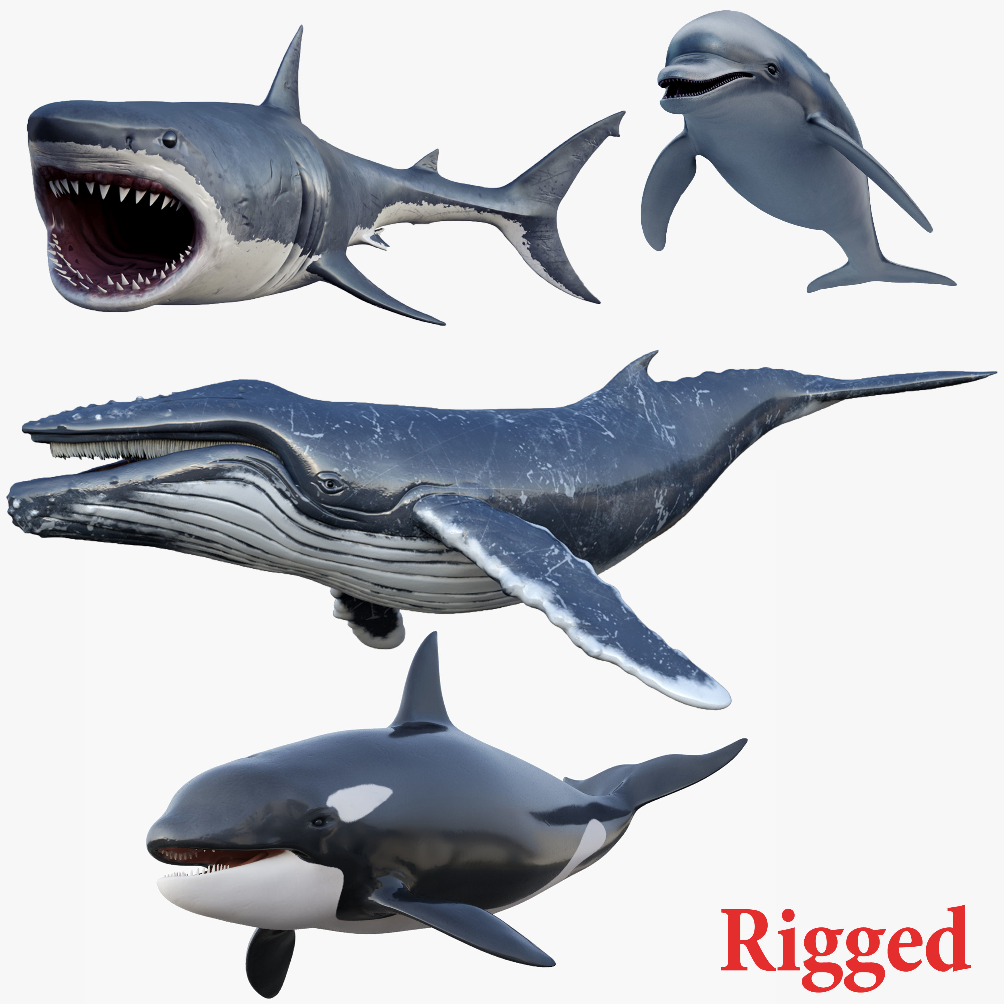 3D model Set of Sea Animals Rigged 8K VR / AR / low-poly | CGTrader