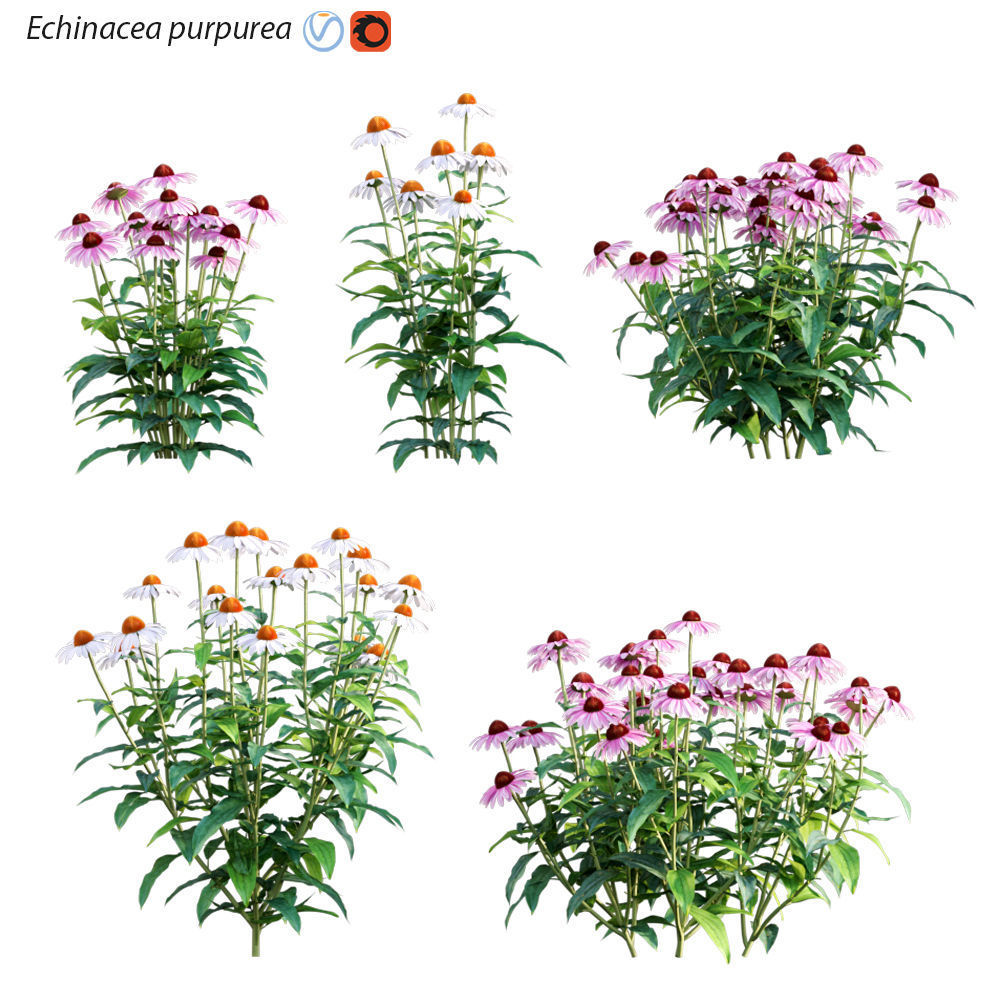 Echinacea purpurea - Coneflower 3D model | CGTrader