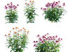 Echinacea purpurea - Coneflower 3D model | CGTrader