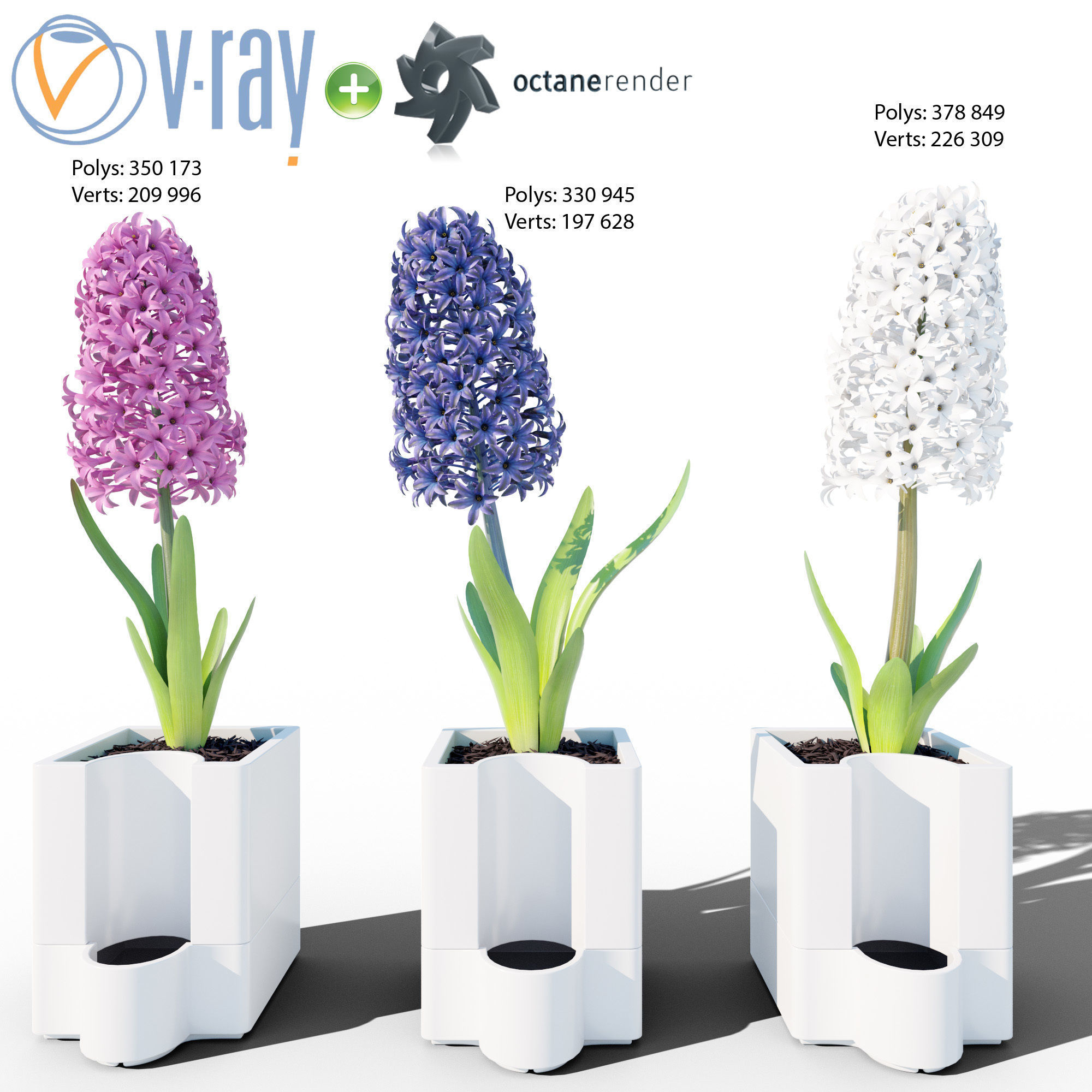 Hyacinth hyacinths pots 3D model | CGTrader