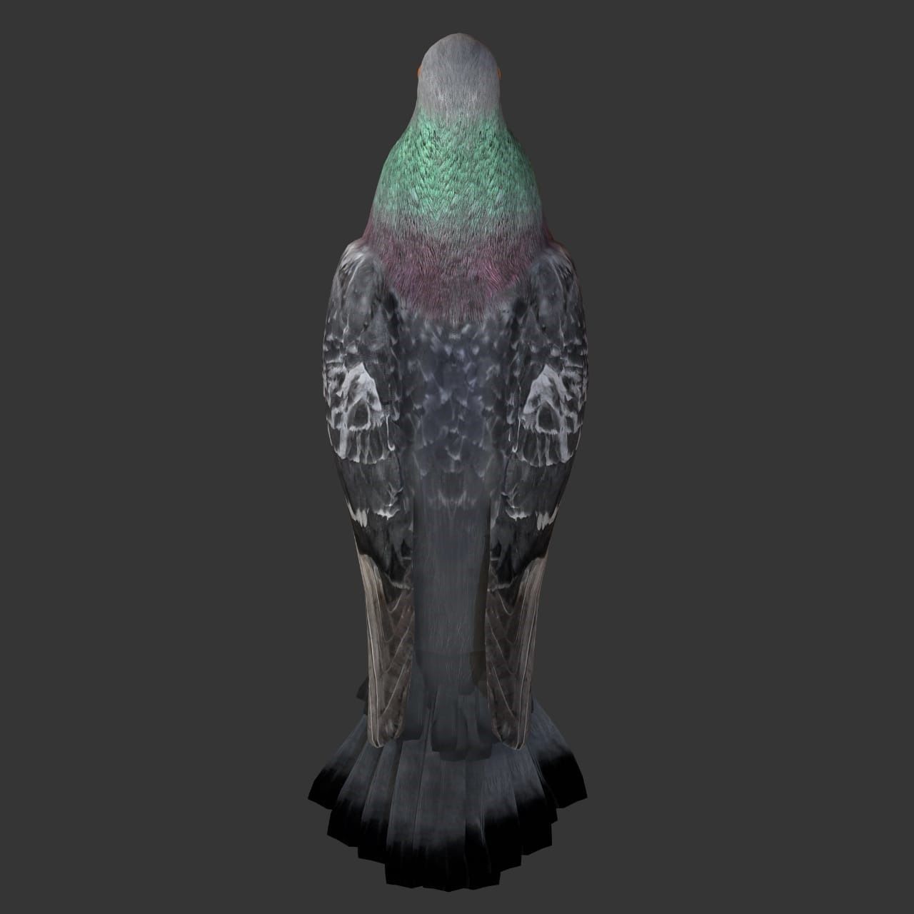 3D model Pigeon Low Poly Rigged with high quality texture VR / AR / low ...