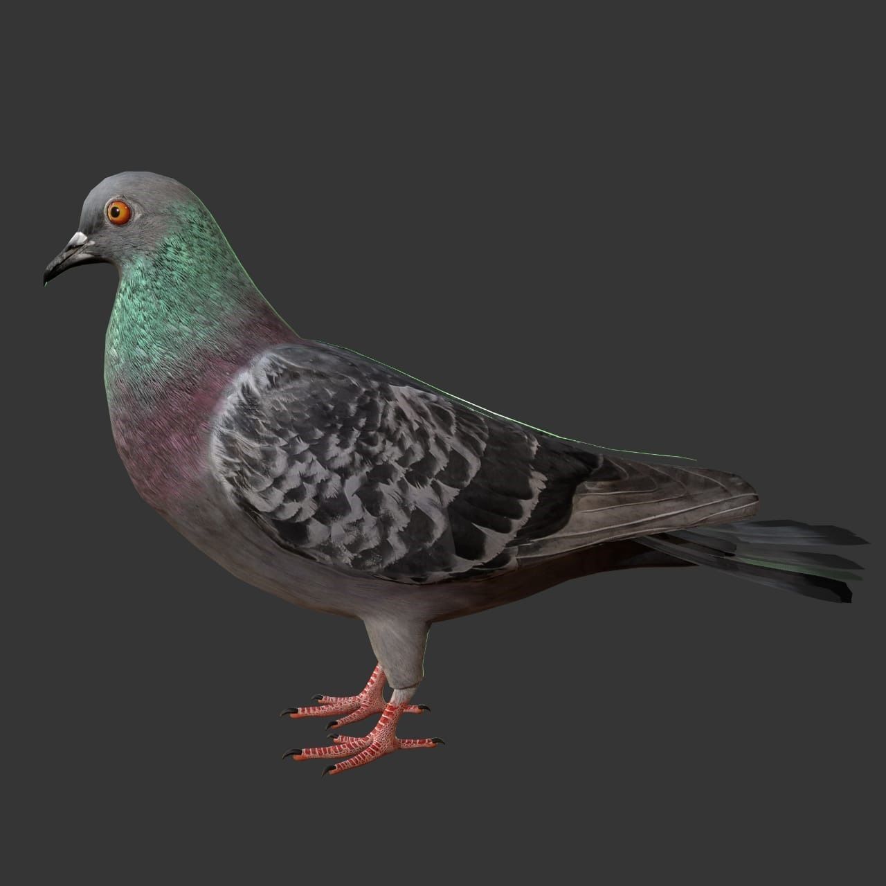 3D model Pigeon Low Poly Rigged with high quality texture VR / AR / low ...